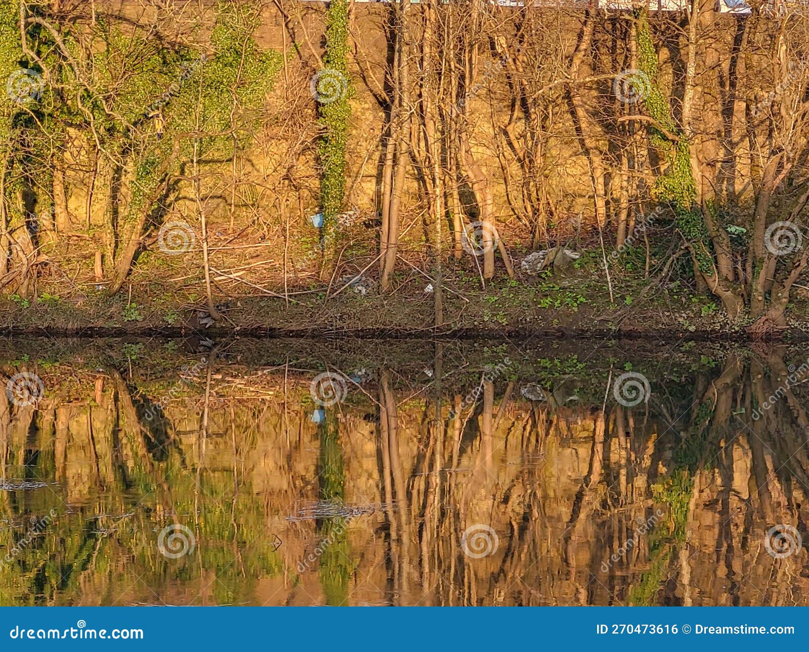Trees in Riverside stock photo. Image of leaf, wilderness - 270473616