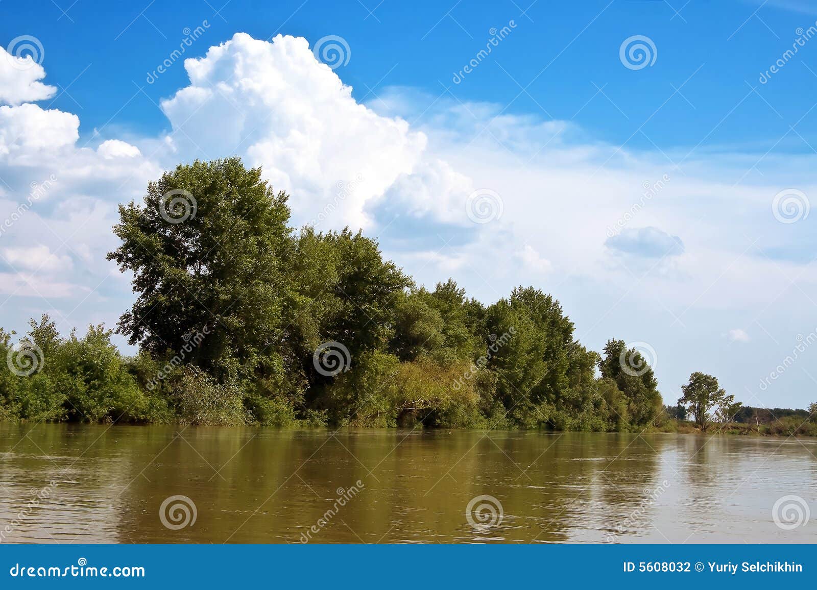 Trees on the riverside stock photo. Image of idyllic, foliage - 5608032