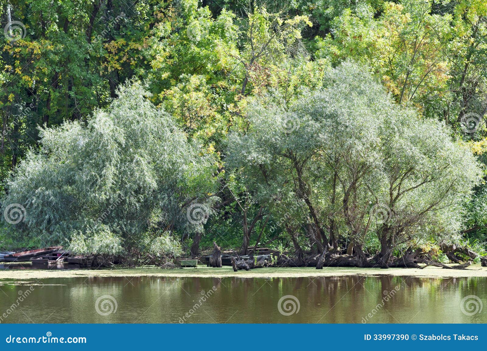 Trees on riverside stock photo. Image of river, saturated - 33997390