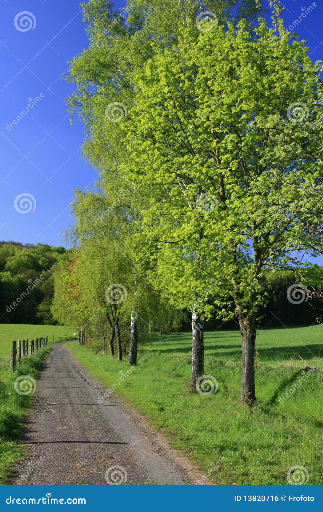 Trees and road stock photo. Image of plant, alley, flora - 13820716
