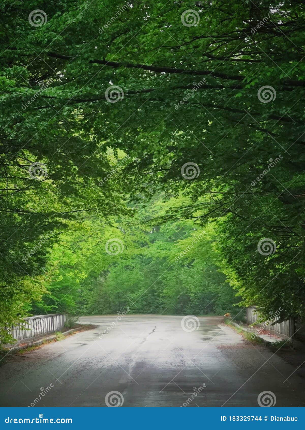 Trees on road stock photo. Image of leaf, morning, trail - 183329744