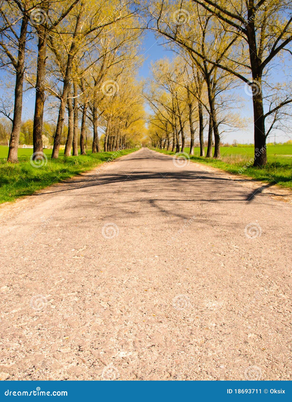 Trees and road stock image. Image of street, distant - 18693711