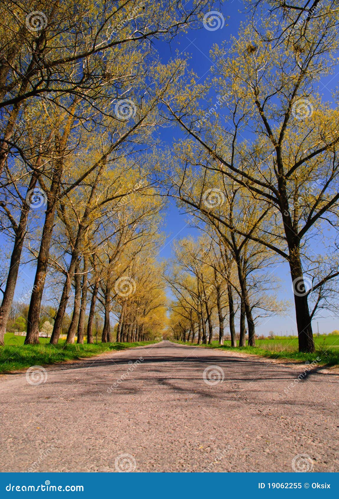 Trees and road stock image. Image of travel, scenics - 19062255