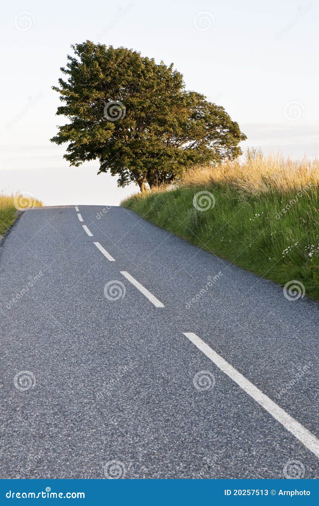 Trees at the Road stock image. Image of yellow, branches - 20257513
