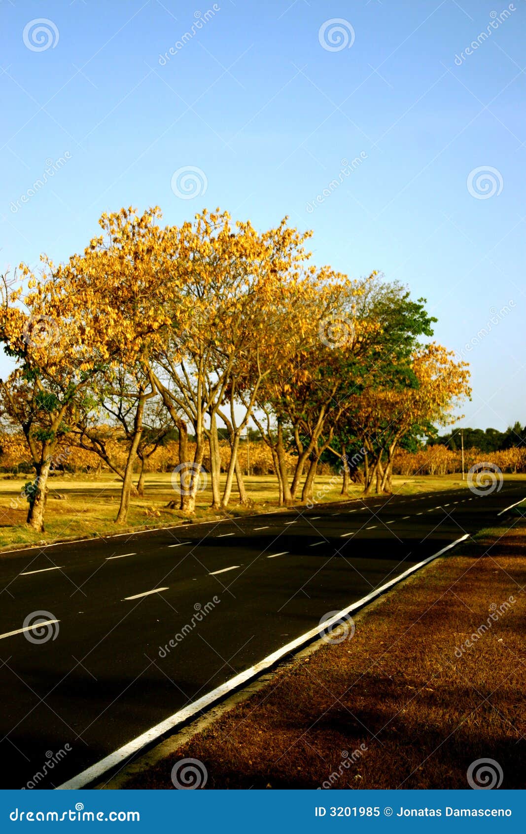 Trees with road stock image. Image of outdoor, pathway - 3201985