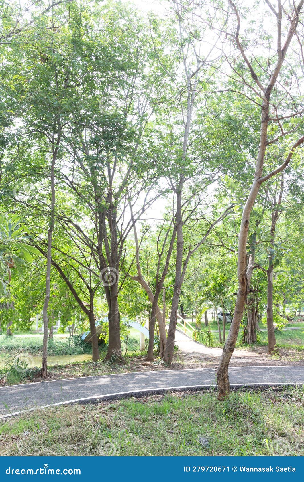 Trees and Road in the Park at Sunny Day Stock Image - Image of ...
