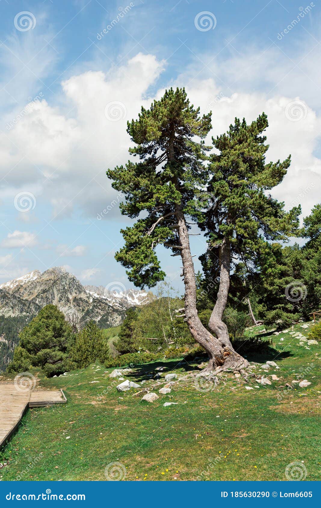 Trees and Road in the Pyrenees Mountains Stock Photo - Image of nature ...