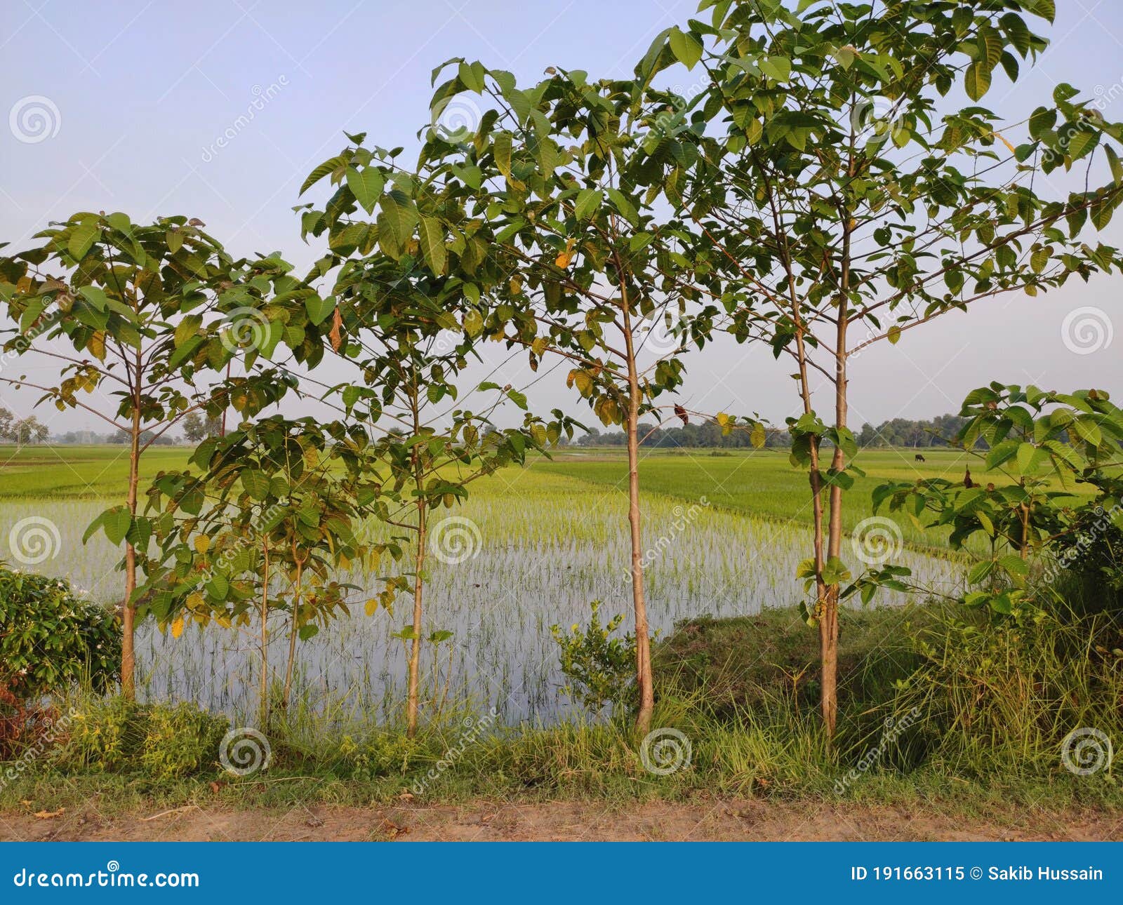 Trees at road side India stock image. Image of growing - 191663115