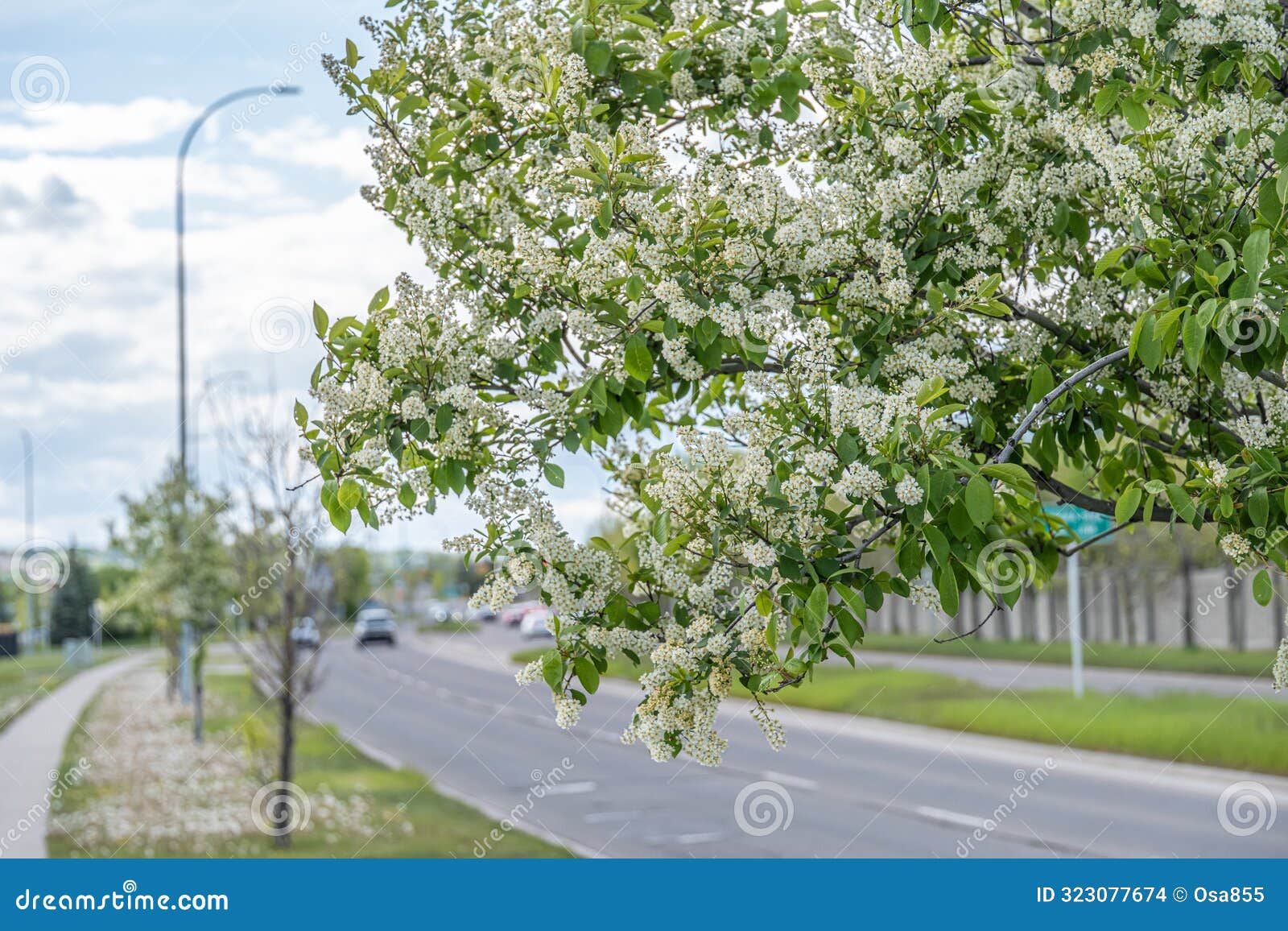 Trees by Roadside on a City Road Stock Photo - Image of beautiful, park ...