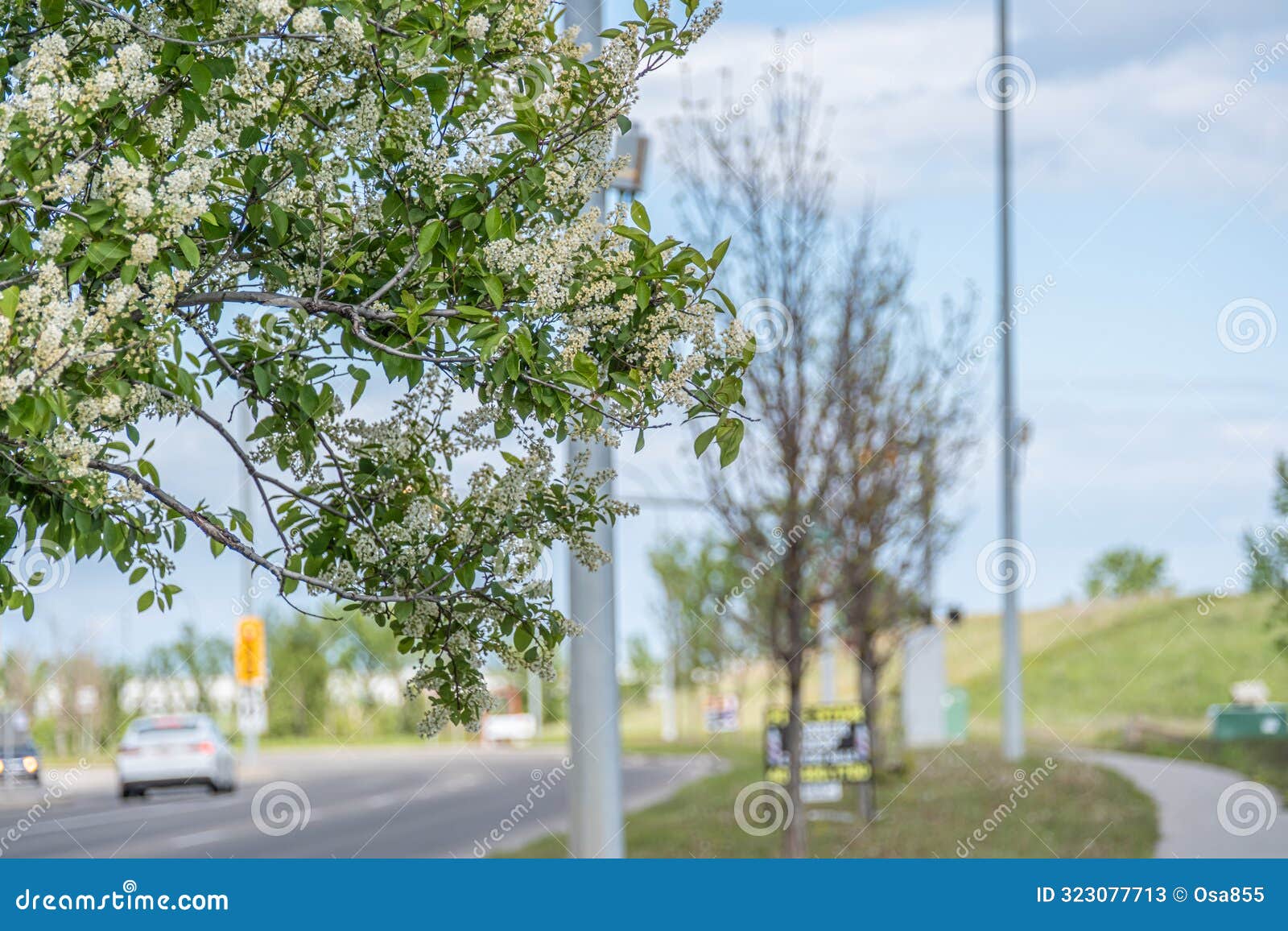 Trees by Roadside on a City Road Stock Image - Image of tree, calgary ...
