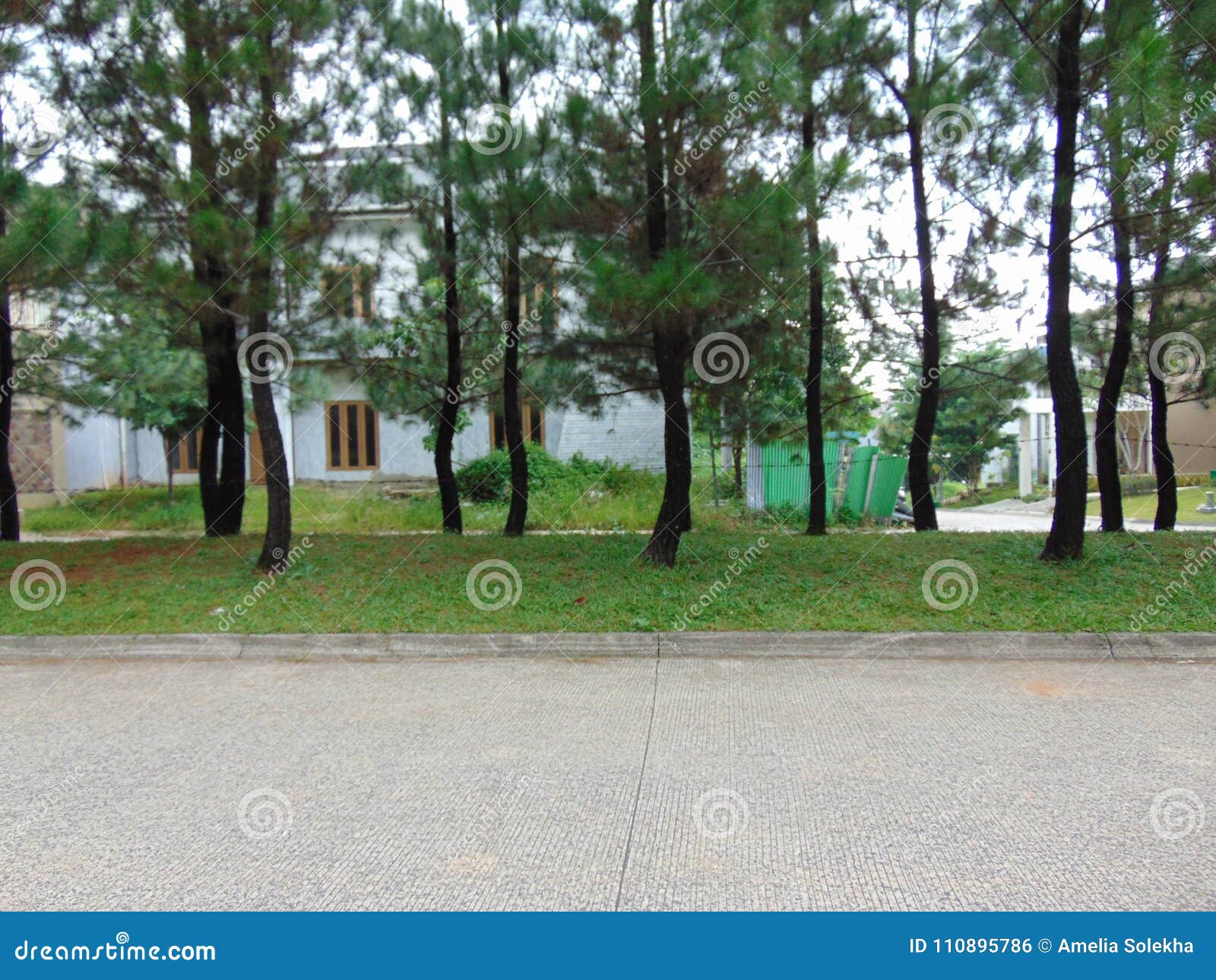 Trees on the roadside stock photo. Image of beautiful - 110895786