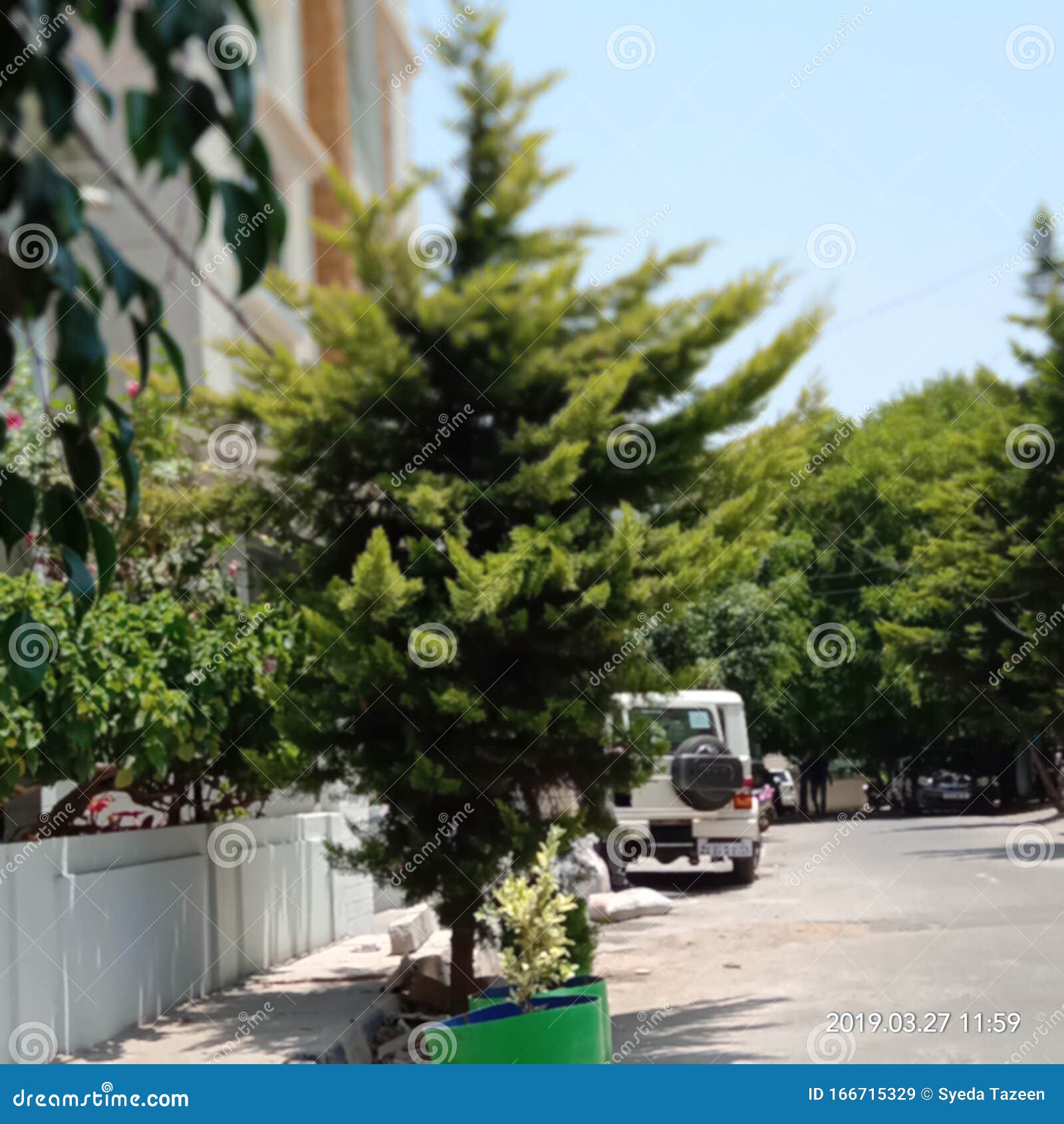 Trees on Roadside Image with a Car Stock Image - Image of beautiful ...