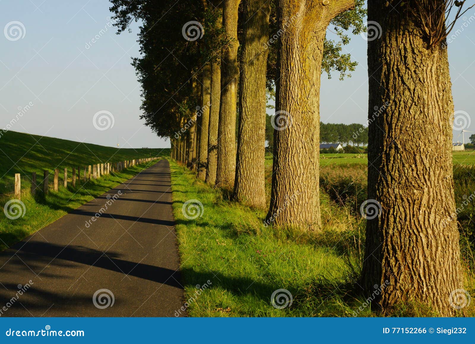 Trees on roadside stock photo. Image of logs, import - 77152266