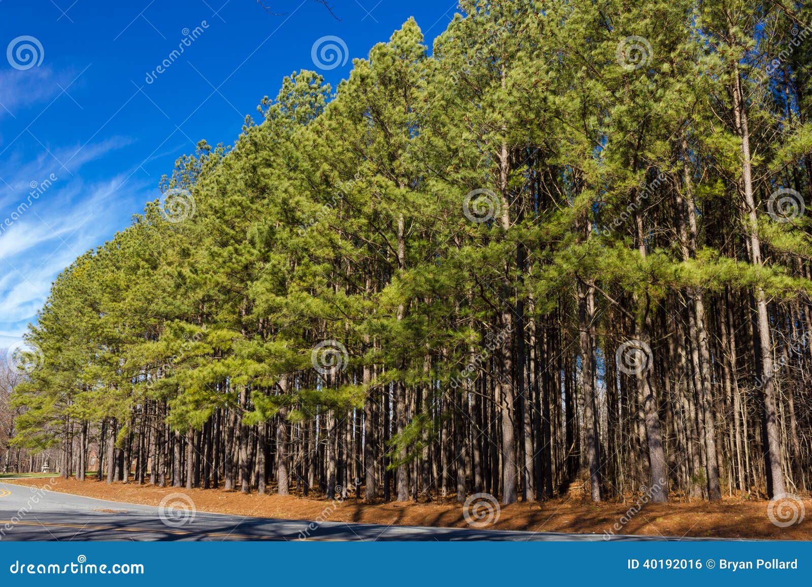 Trees on the Roadside stock photo. Image of foliage, trees - 40192016