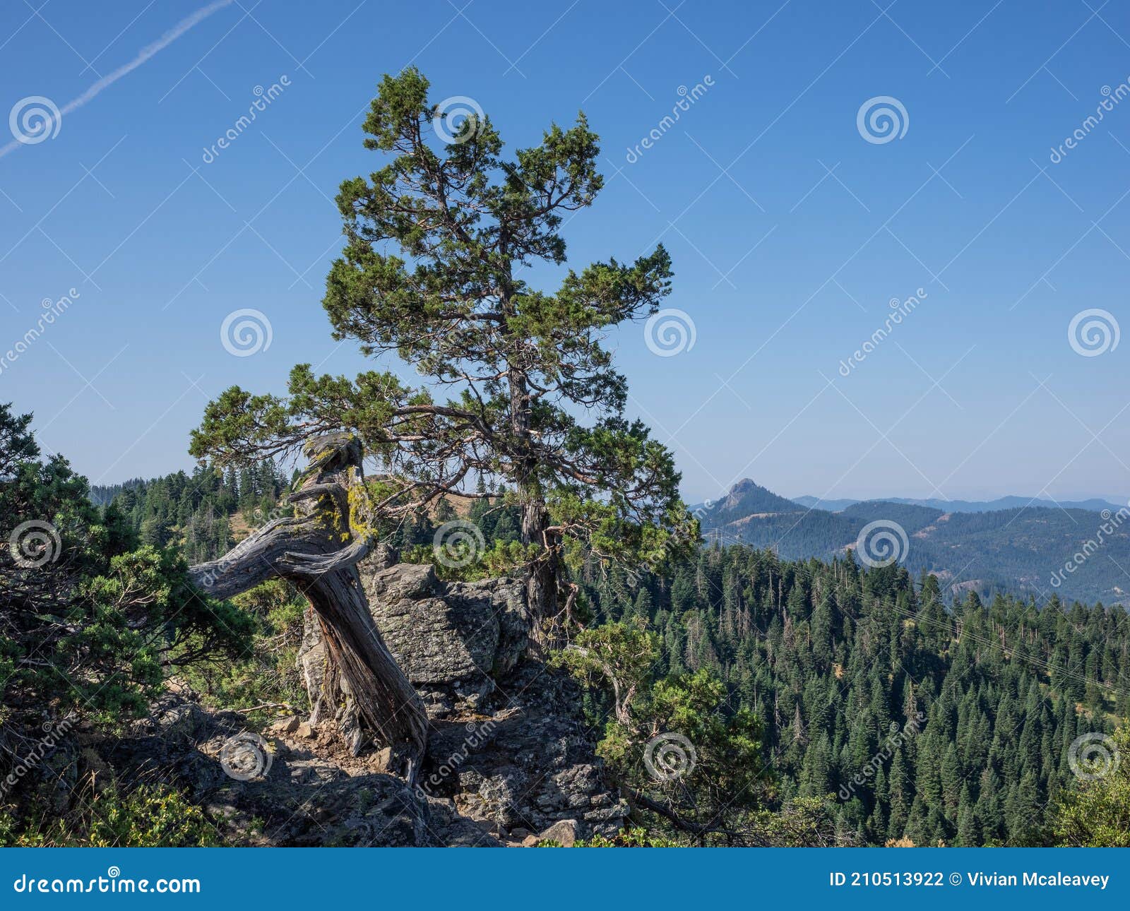 Trees and Rock Cliffs at the Mountain Top Stock Photo - Image of ...