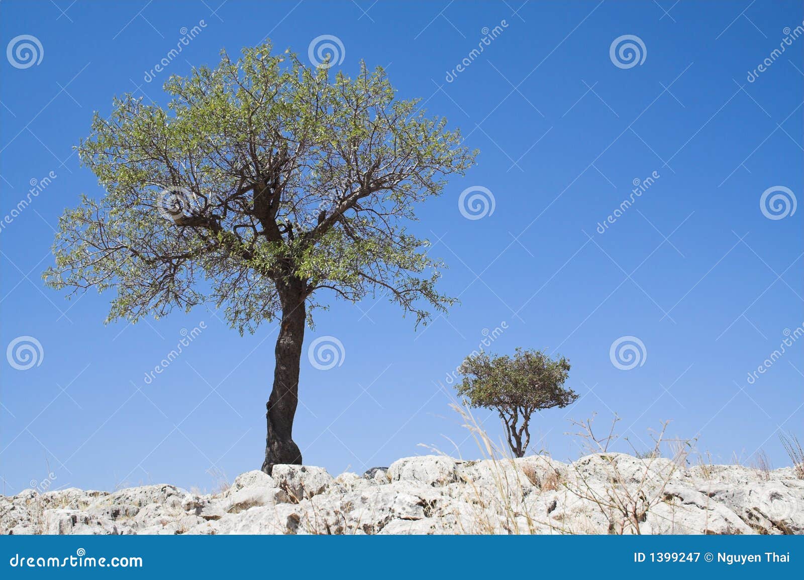 Trees on rocks stock image. Image of rock, tree, straw - 1399247
