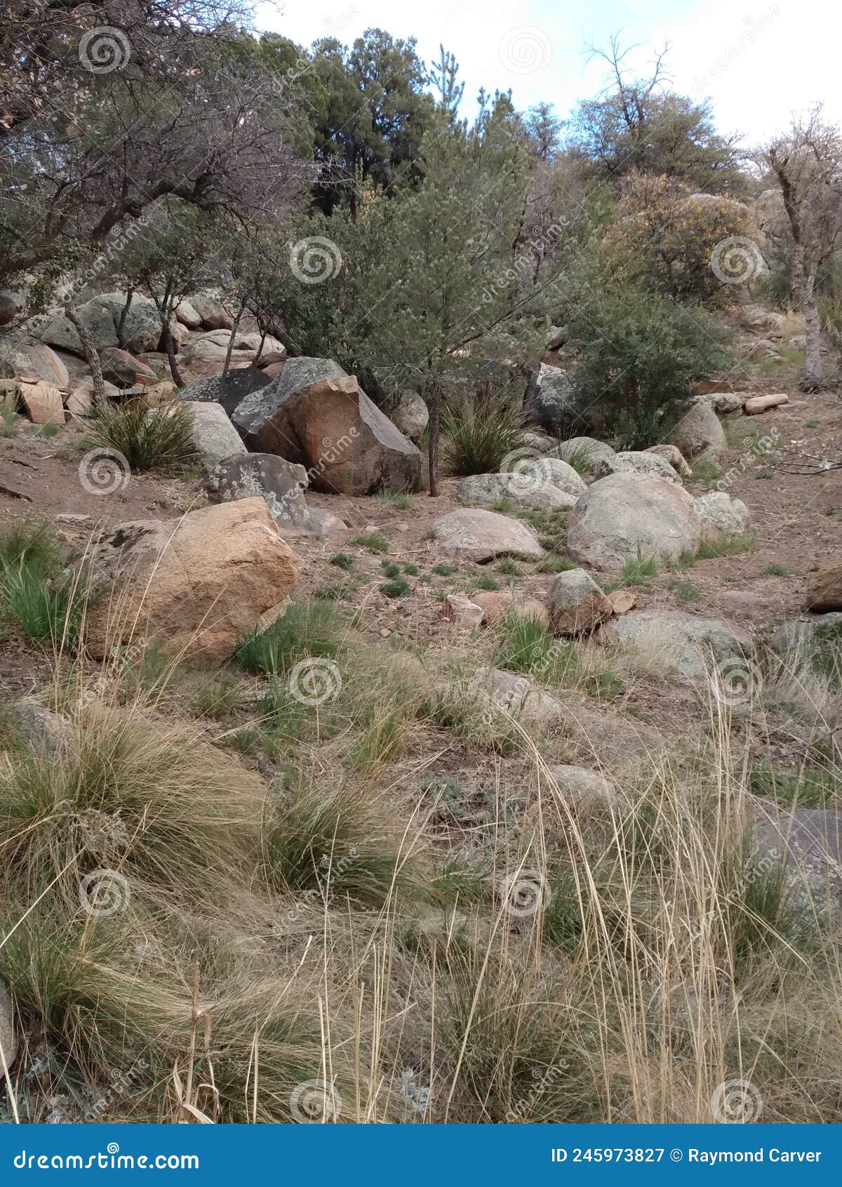 Trees and rocks in AZ stock image. Image of badlands - 245973827