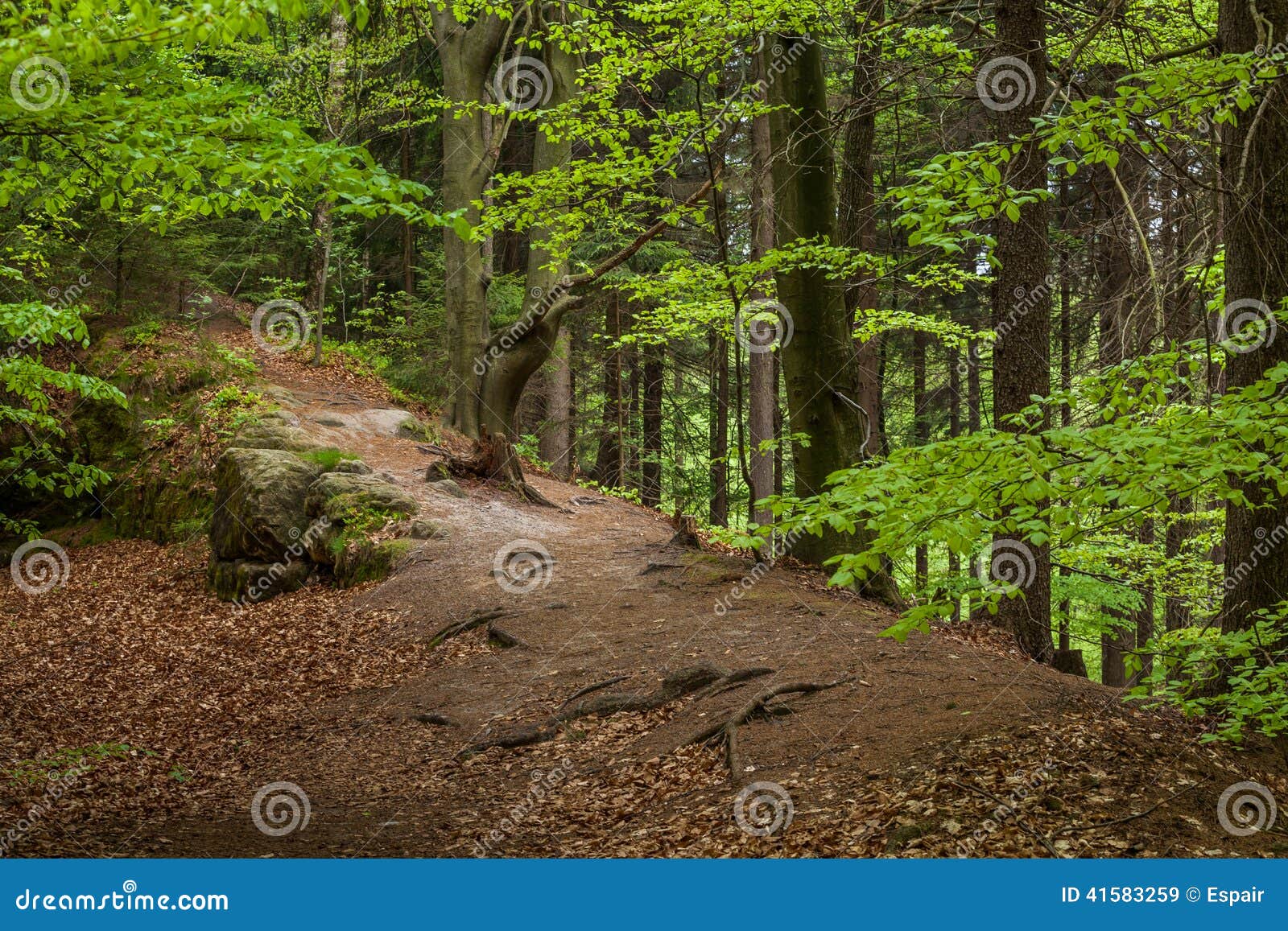 The Trees and Rocks in the Forest Stock Image - Image of wood, timber ...