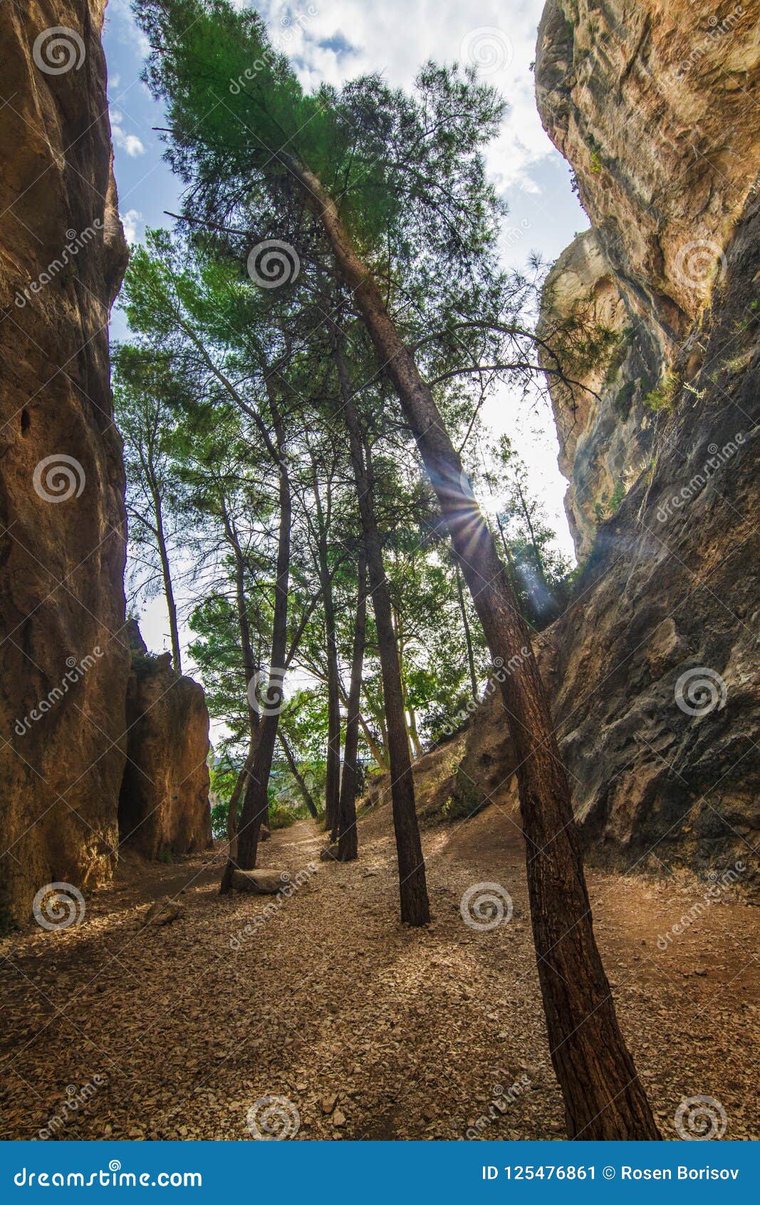 Trees in the rocks-2. stock image. Image of nature, tree - 125476861