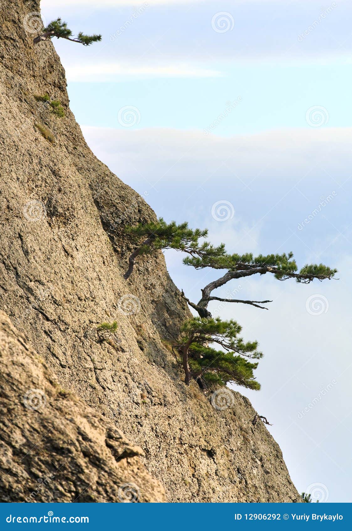 Trees on rocks slope stock photo. Image of ukraine, mountain - 12906292