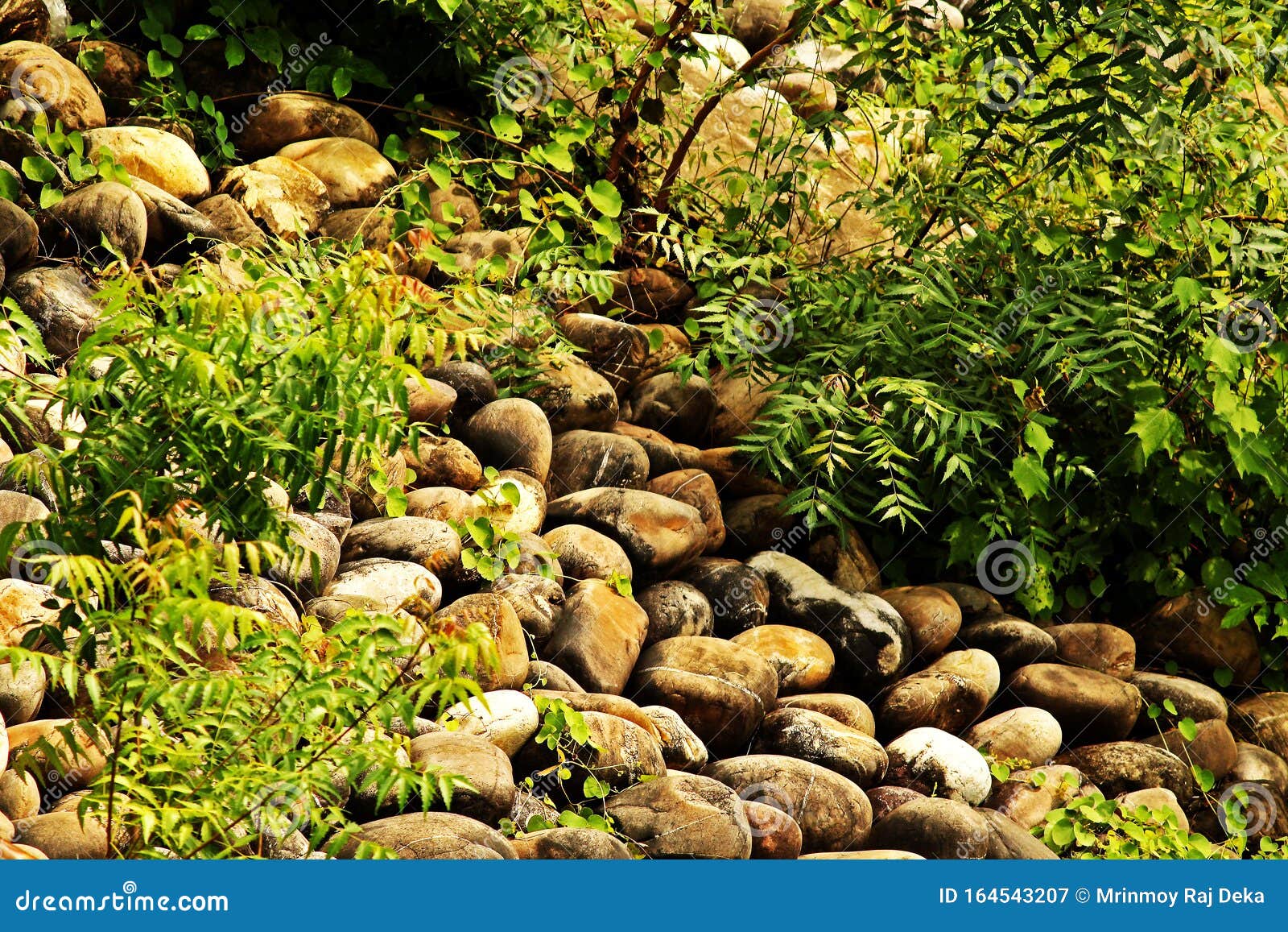 The Trees.rocks and Stone on the Bank of Ganga River Stock Image ...