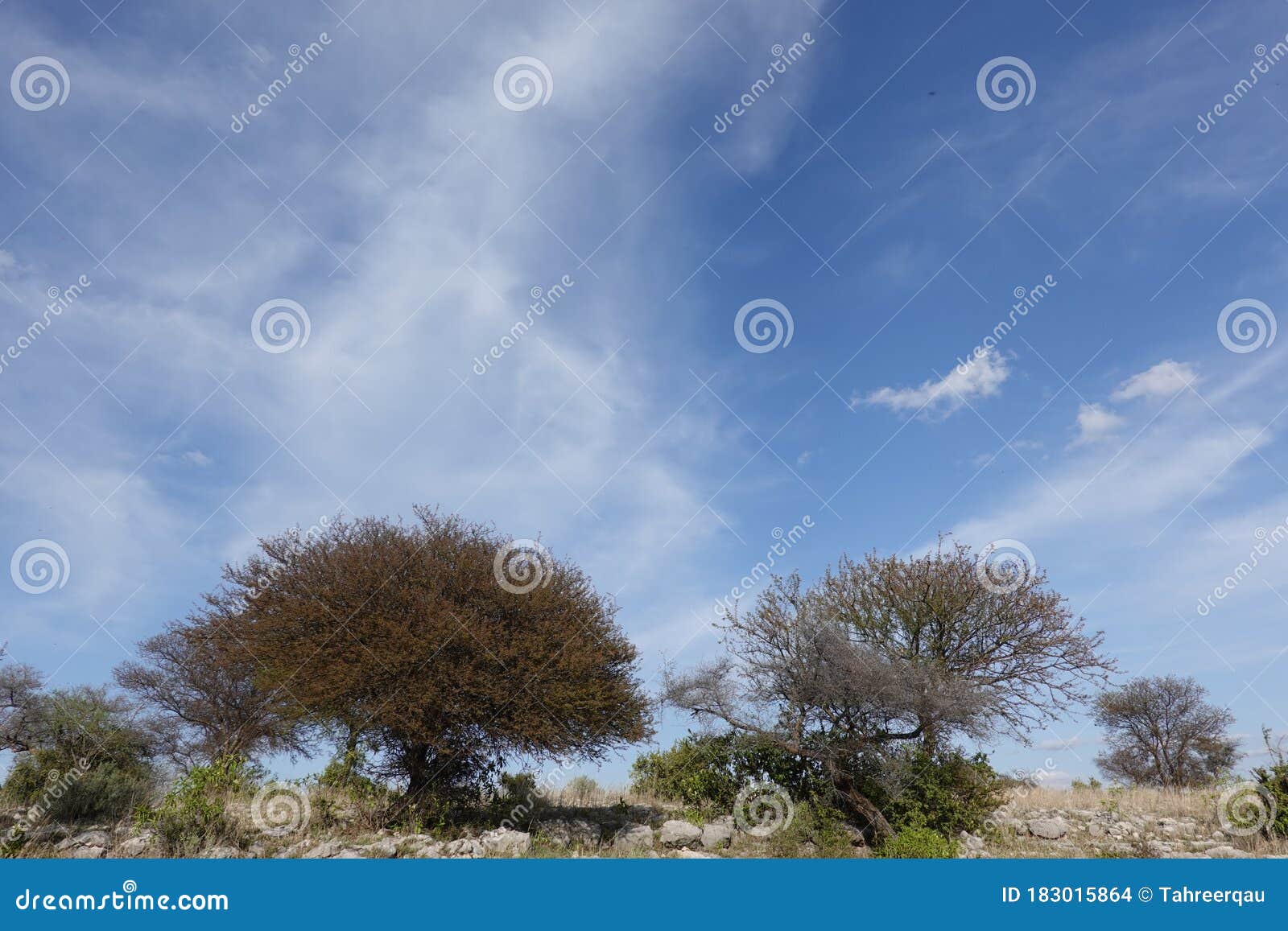 Trees on rocky barren land stock photo. Image of meadow - 183015864