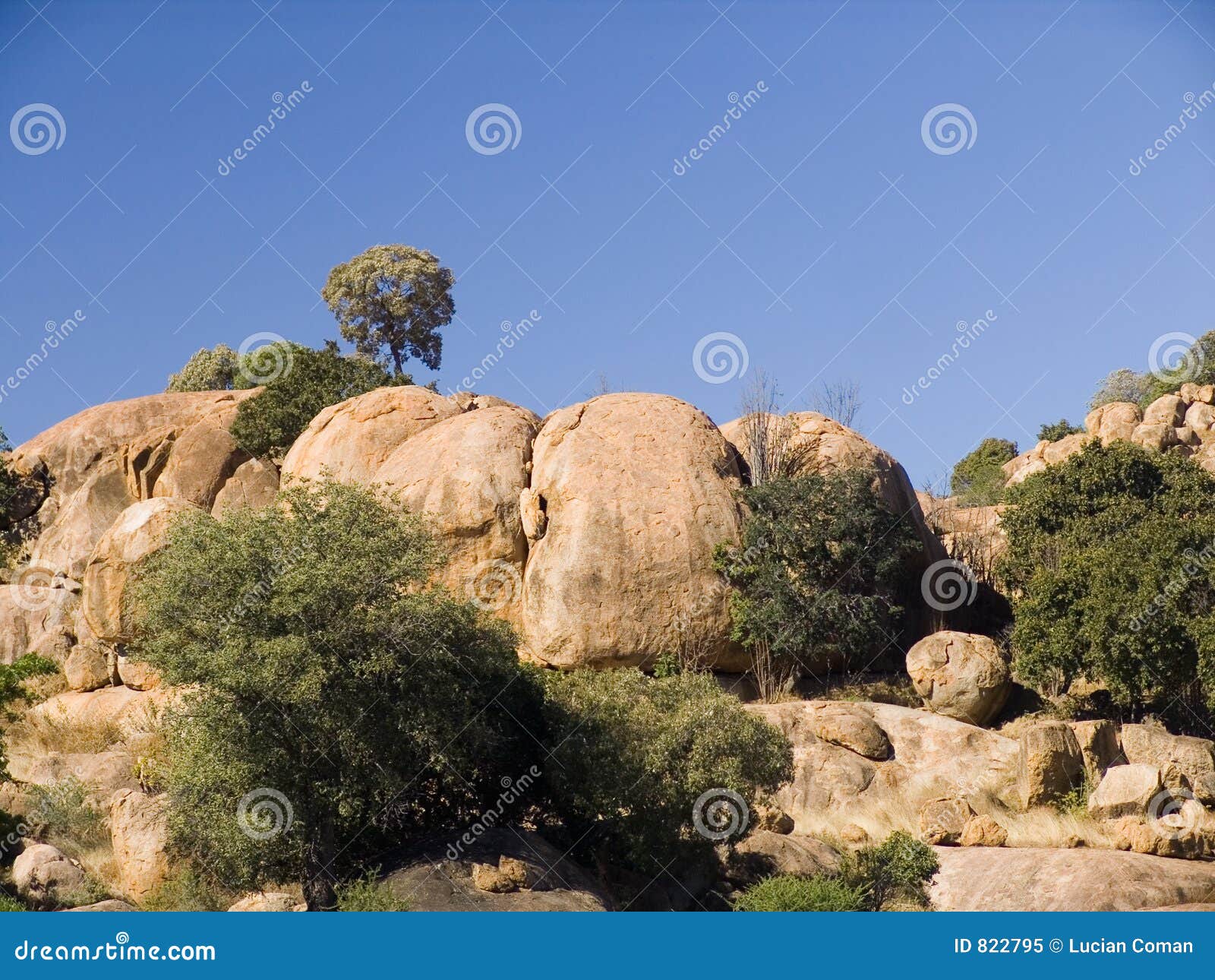 Trees on rocky hillside stock image. Image of mountainous - 822795