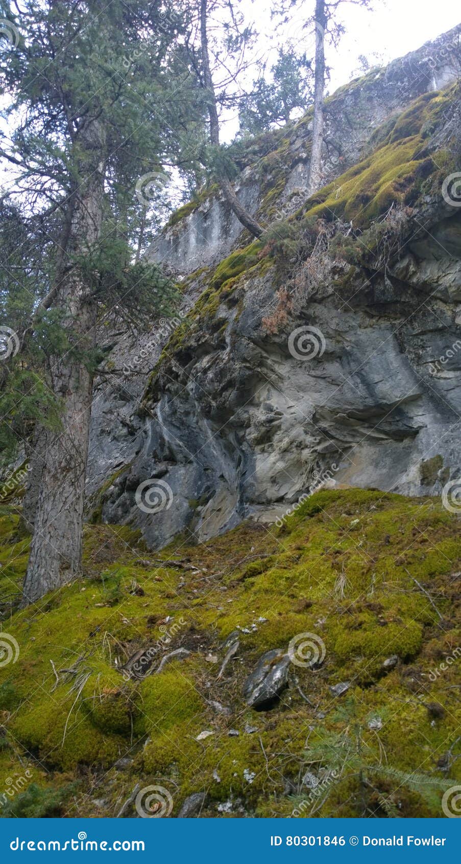 Trees on rocky ridge stock photo. Image of tree, hills - 80301846