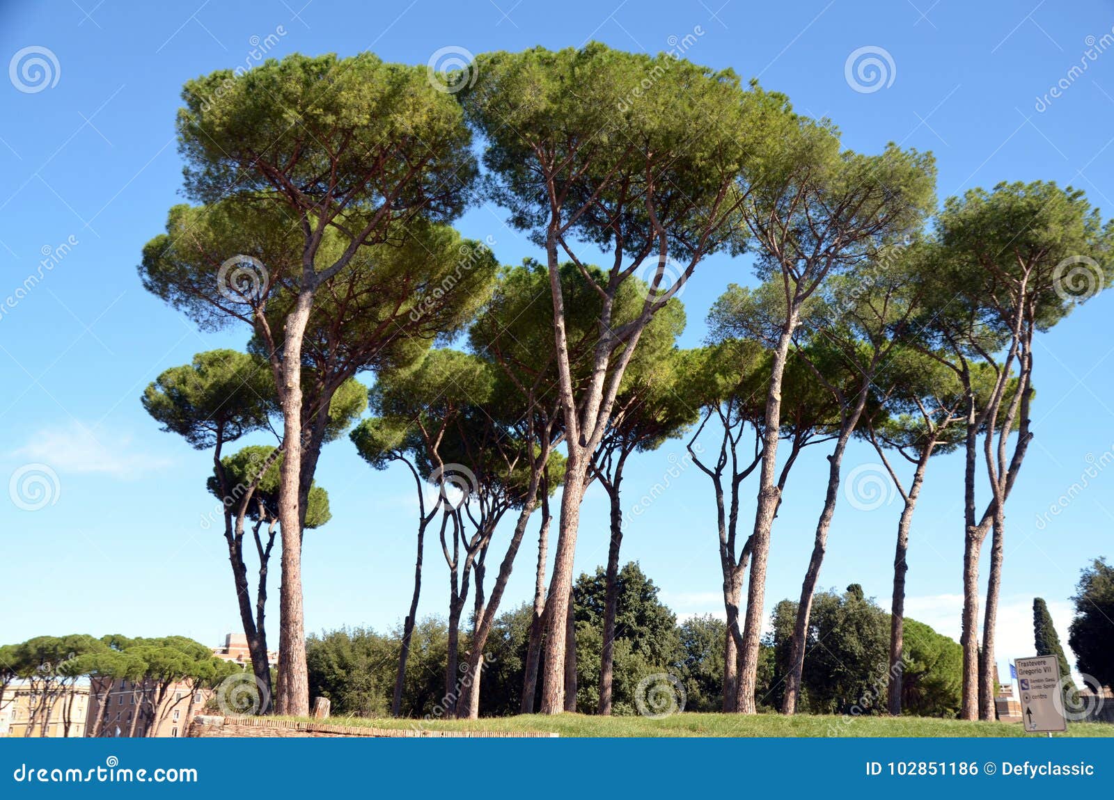 Trees in Rome, Italy stock photo. Image of pine, cloudy - 102851186
