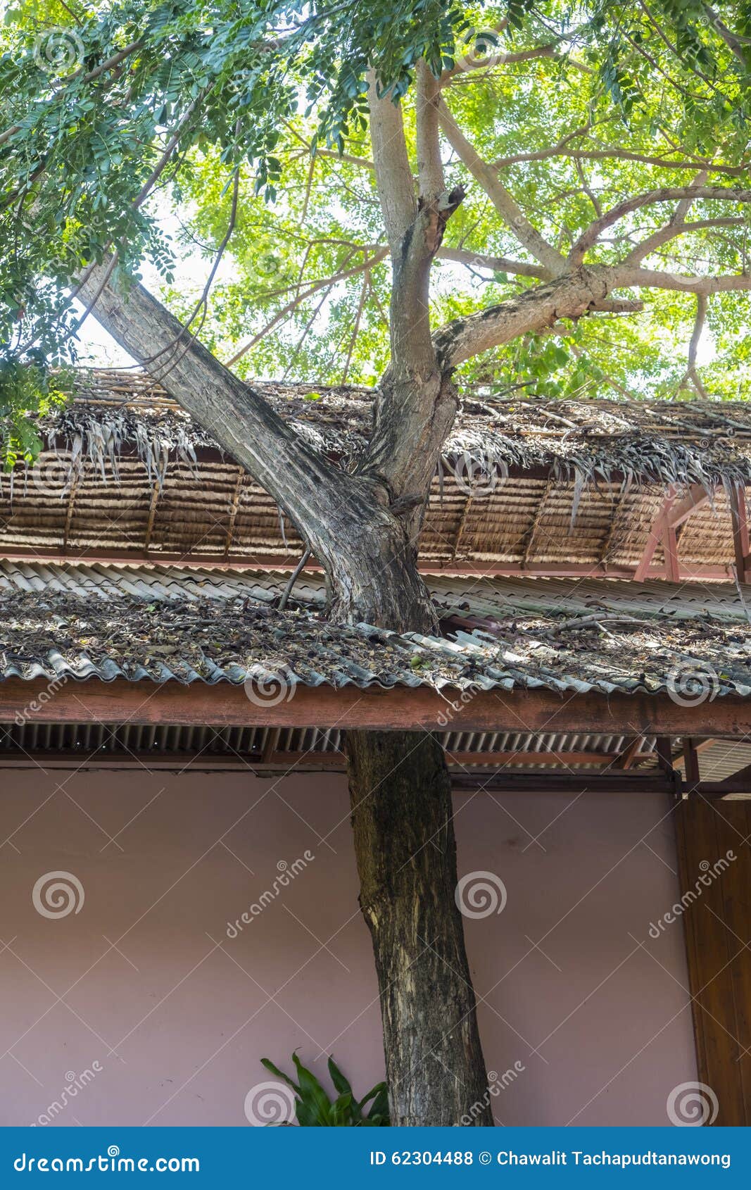 Trees and the roof stock photo. Image of wood, tree, nature - 62304488