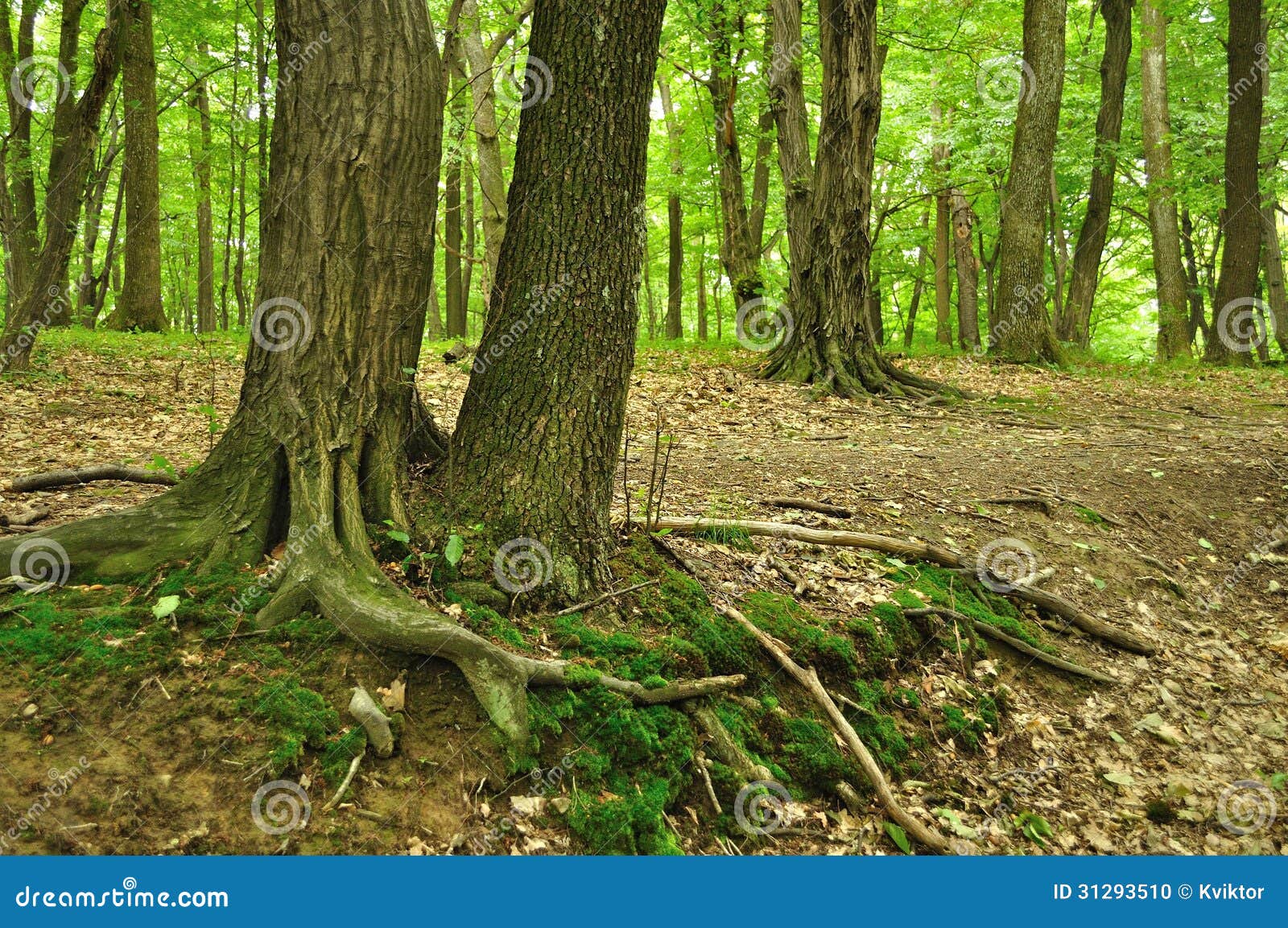 Trees With Root In Forest Stock Photo - Image: 31293510