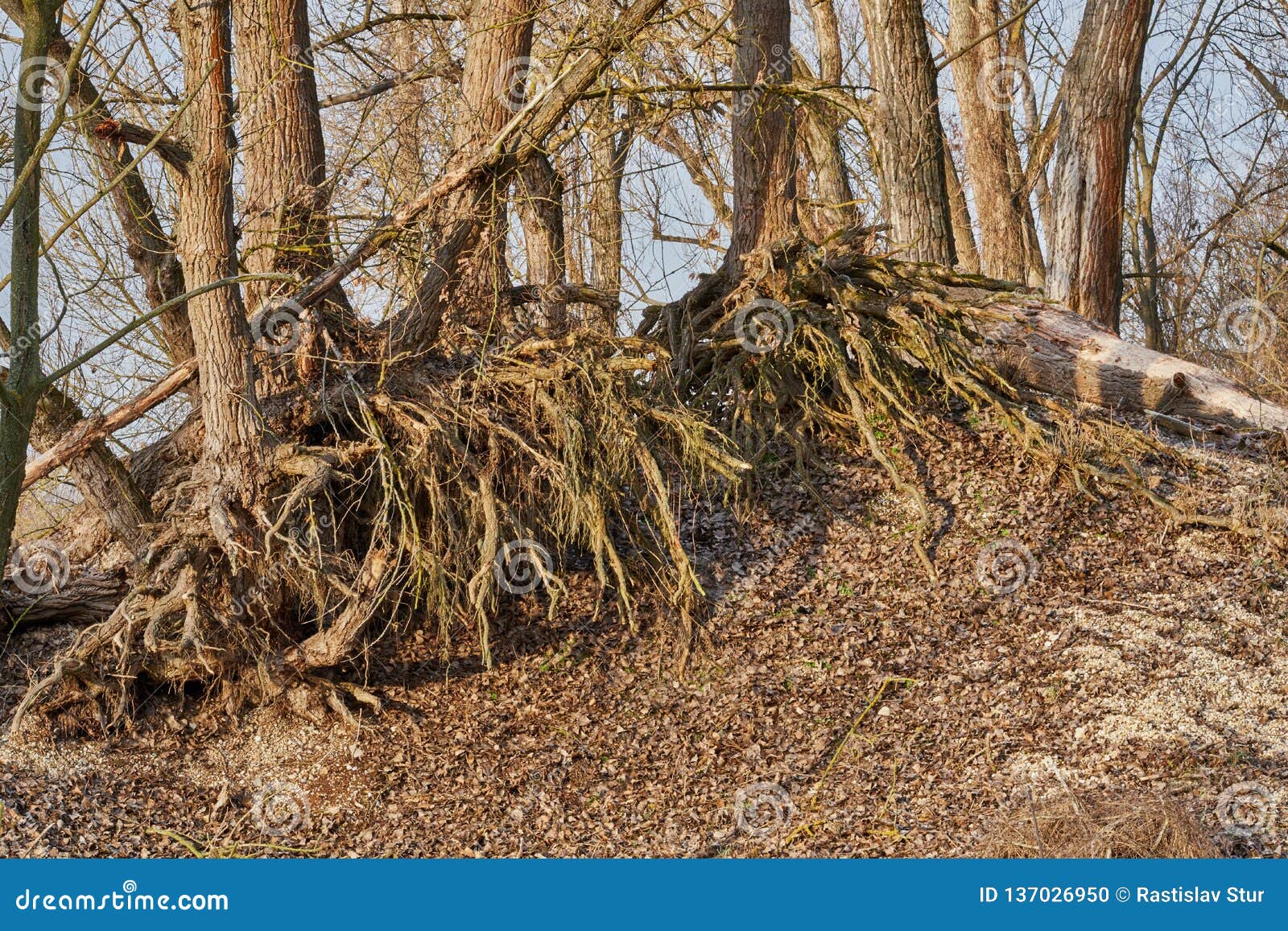 Trees and root stock photo. Image of forest, high, trees - 137026950