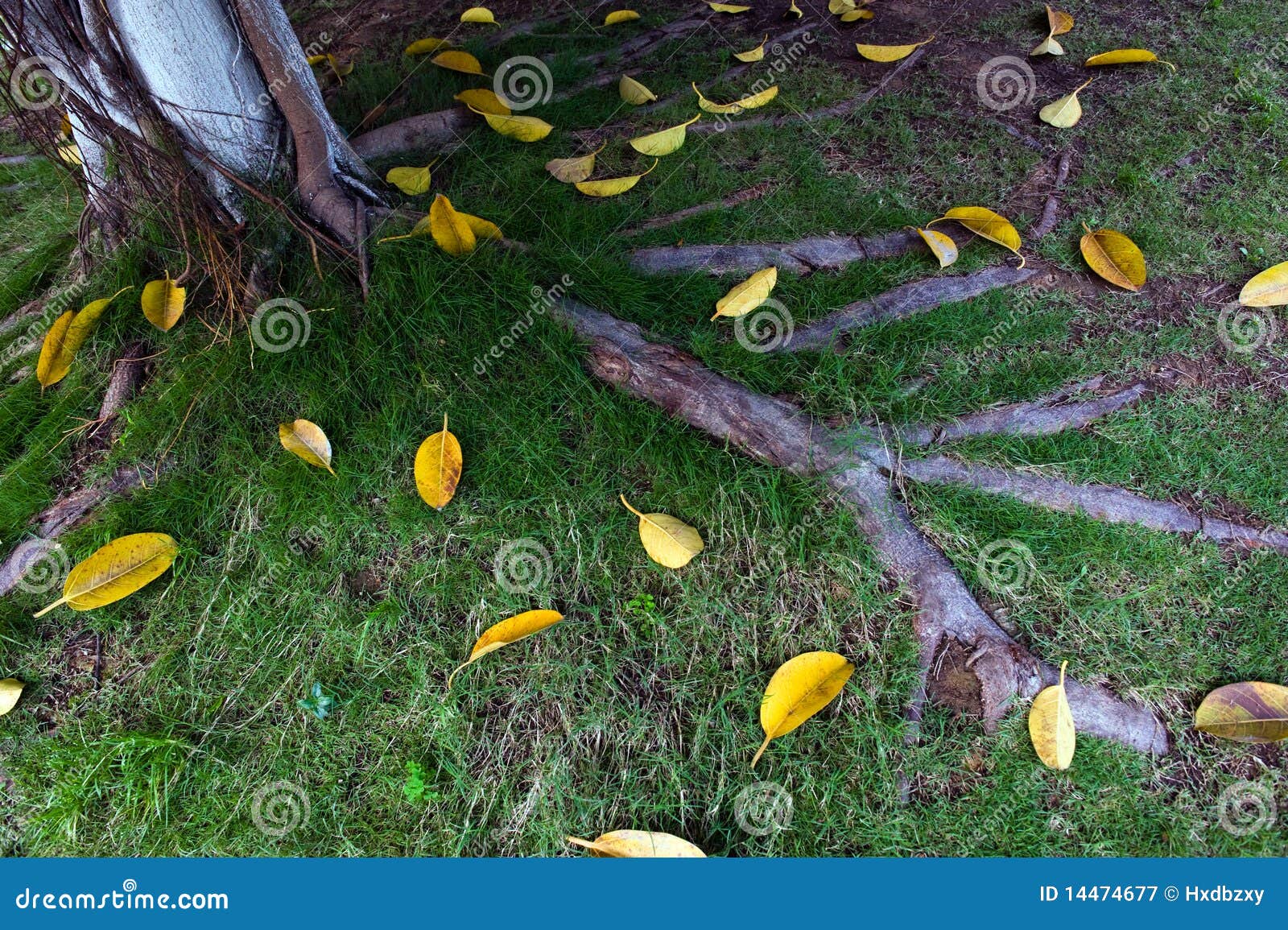 Trees roots stock image. Image of falling, detail, tangle - 14474677