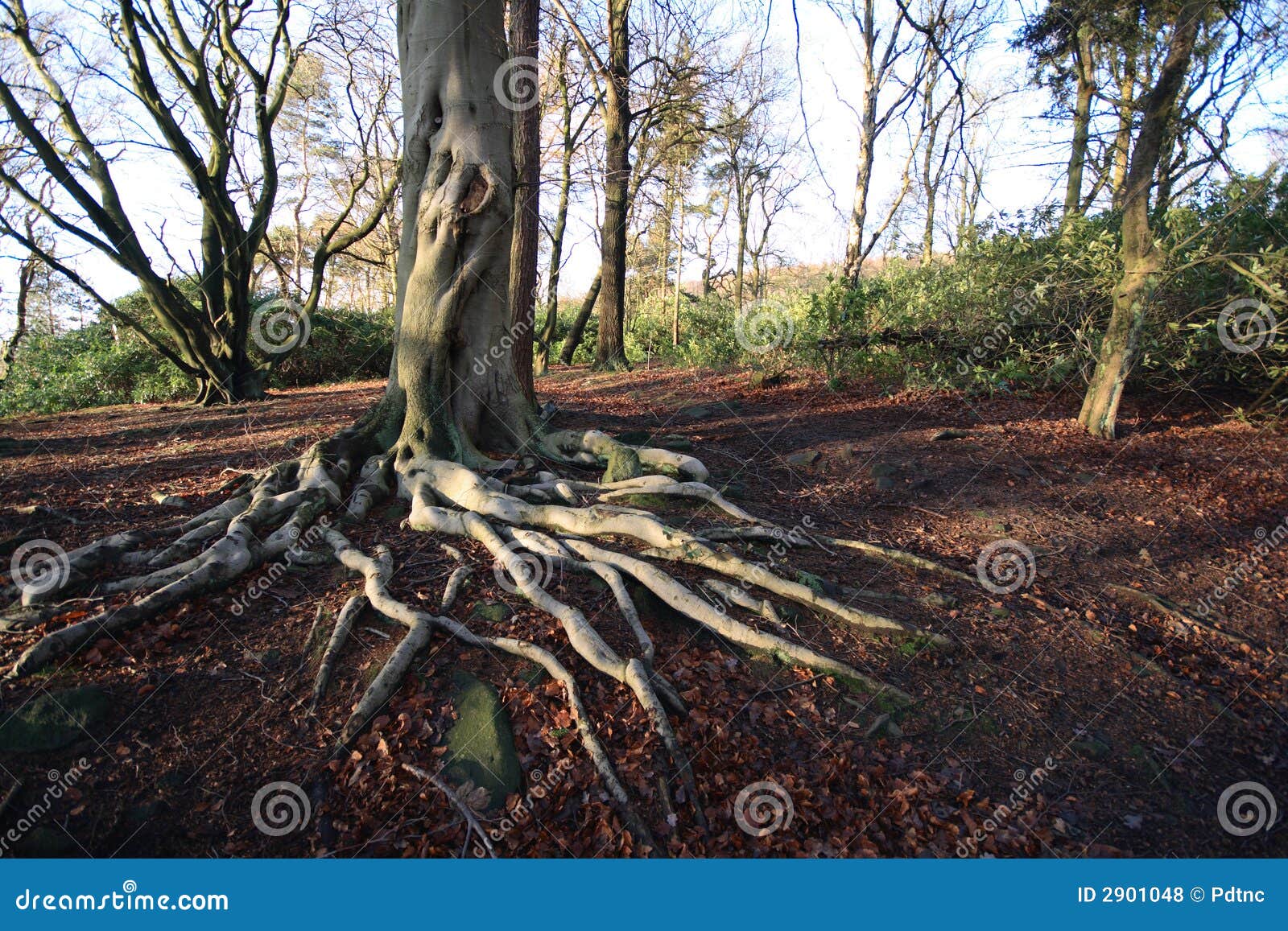 Trees and roots stock photo. Image of structure, woodland - 2901048