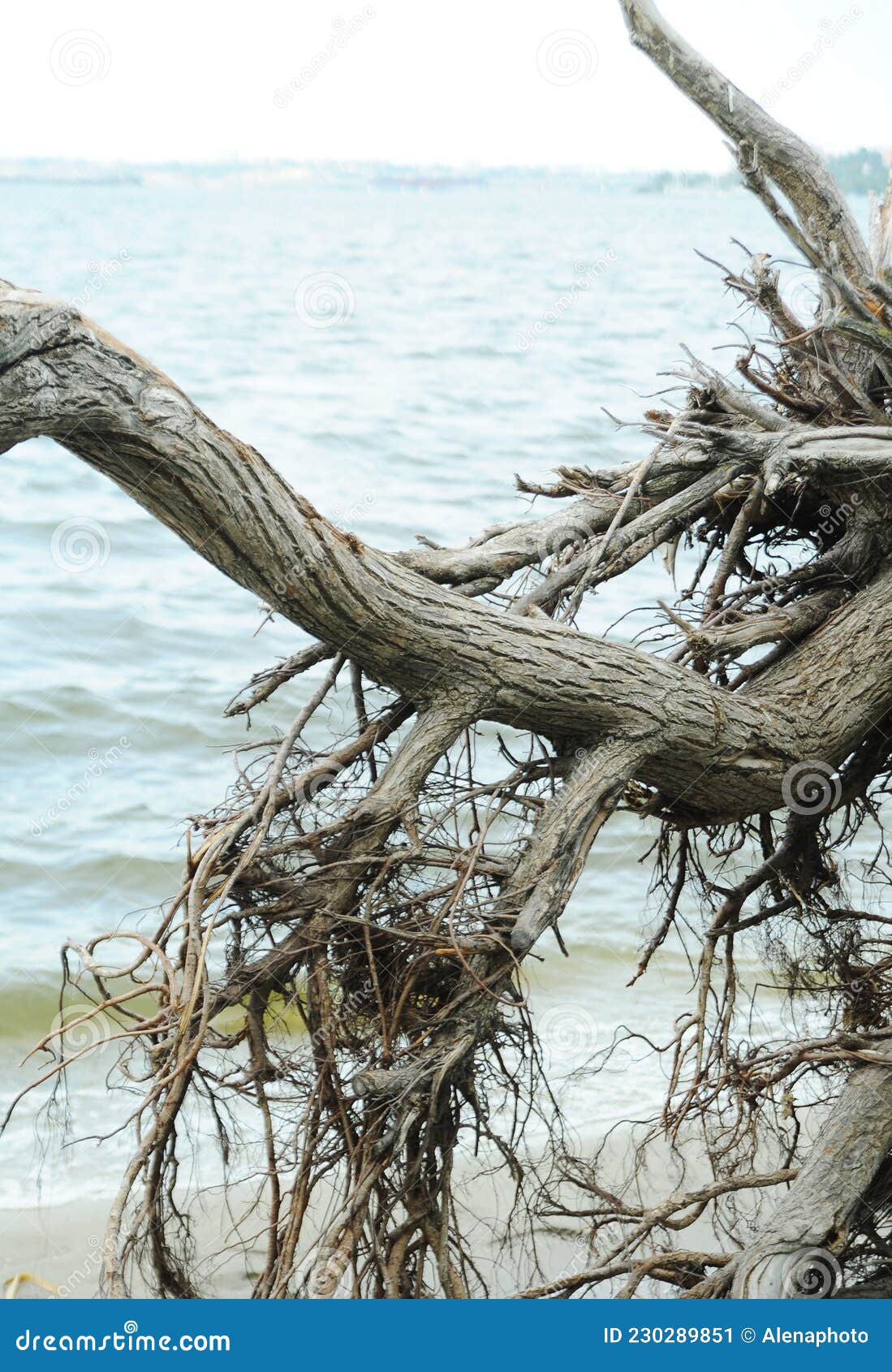 Trees roots on background stock image. Image of beauty - 230289851