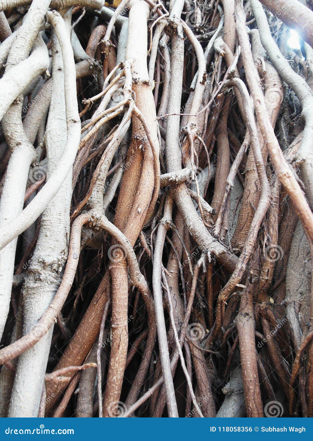 Routes stock photo. Image of trees, light, routes, closeup - 118058356