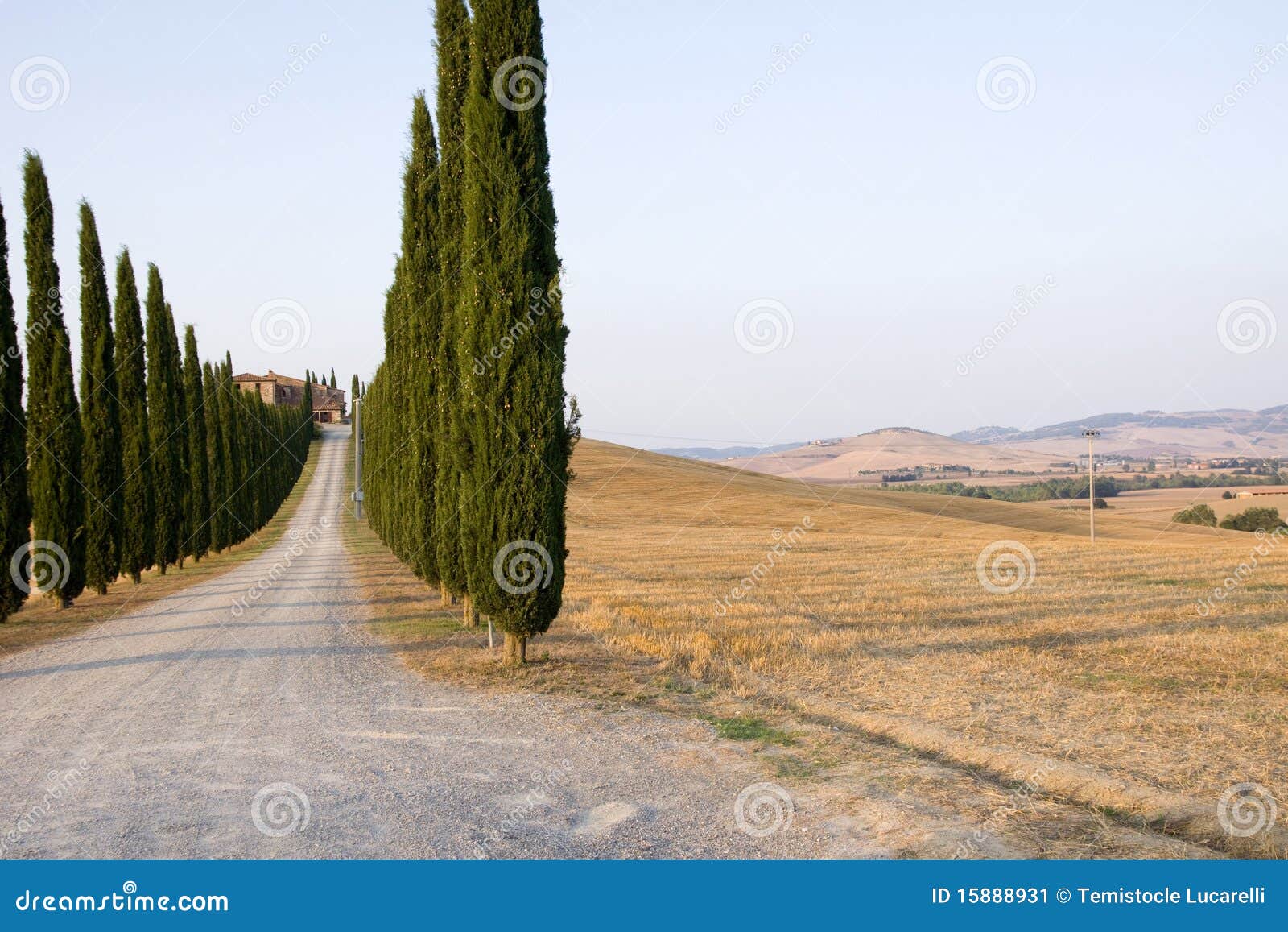 Trees row stock image. Image of land, travel, plough - 15888931