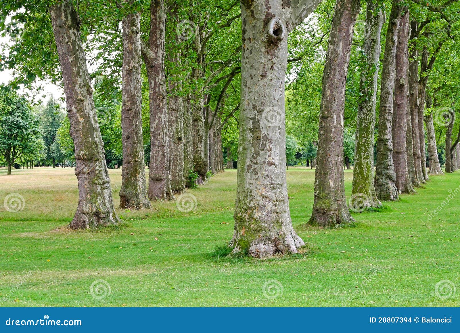Trees in row stock photo. Image of lumber, timber, tree - 20807394