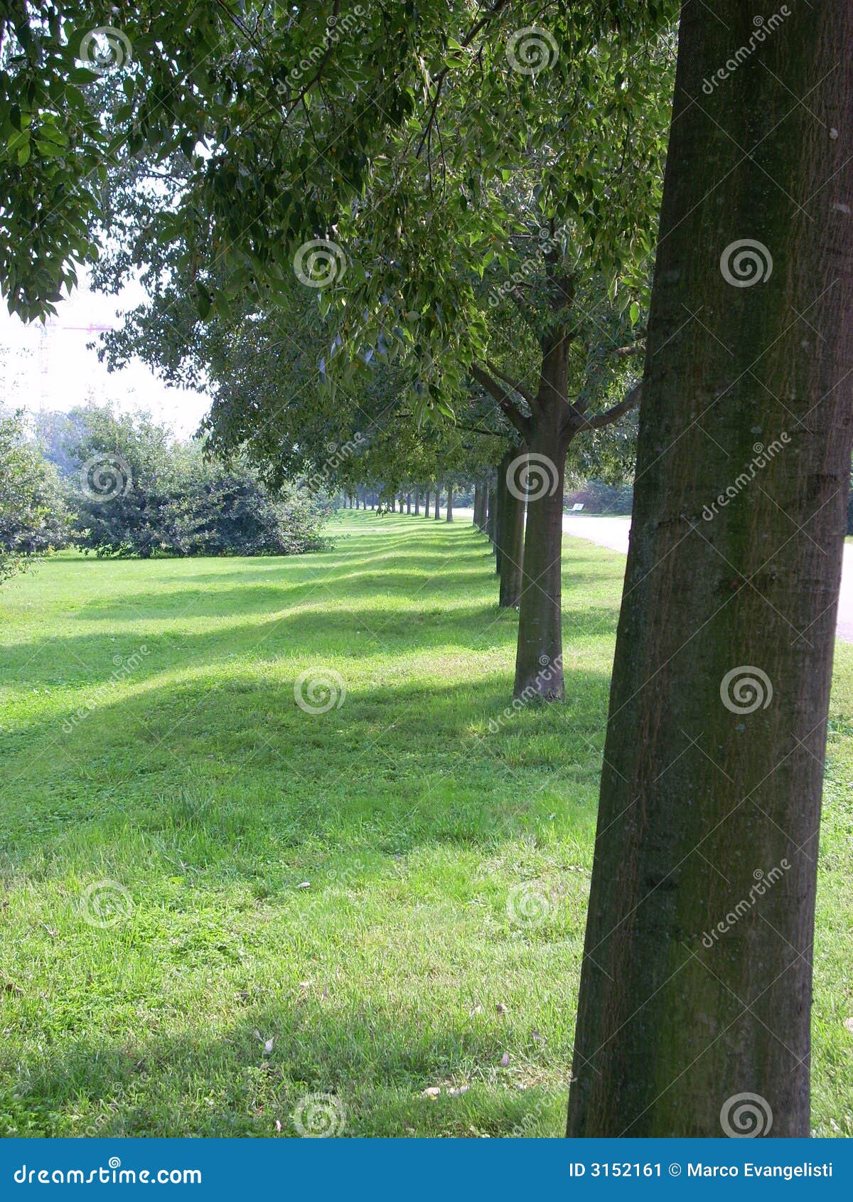 Trees row stock image. Image of nature, green, meadow - 3152161
