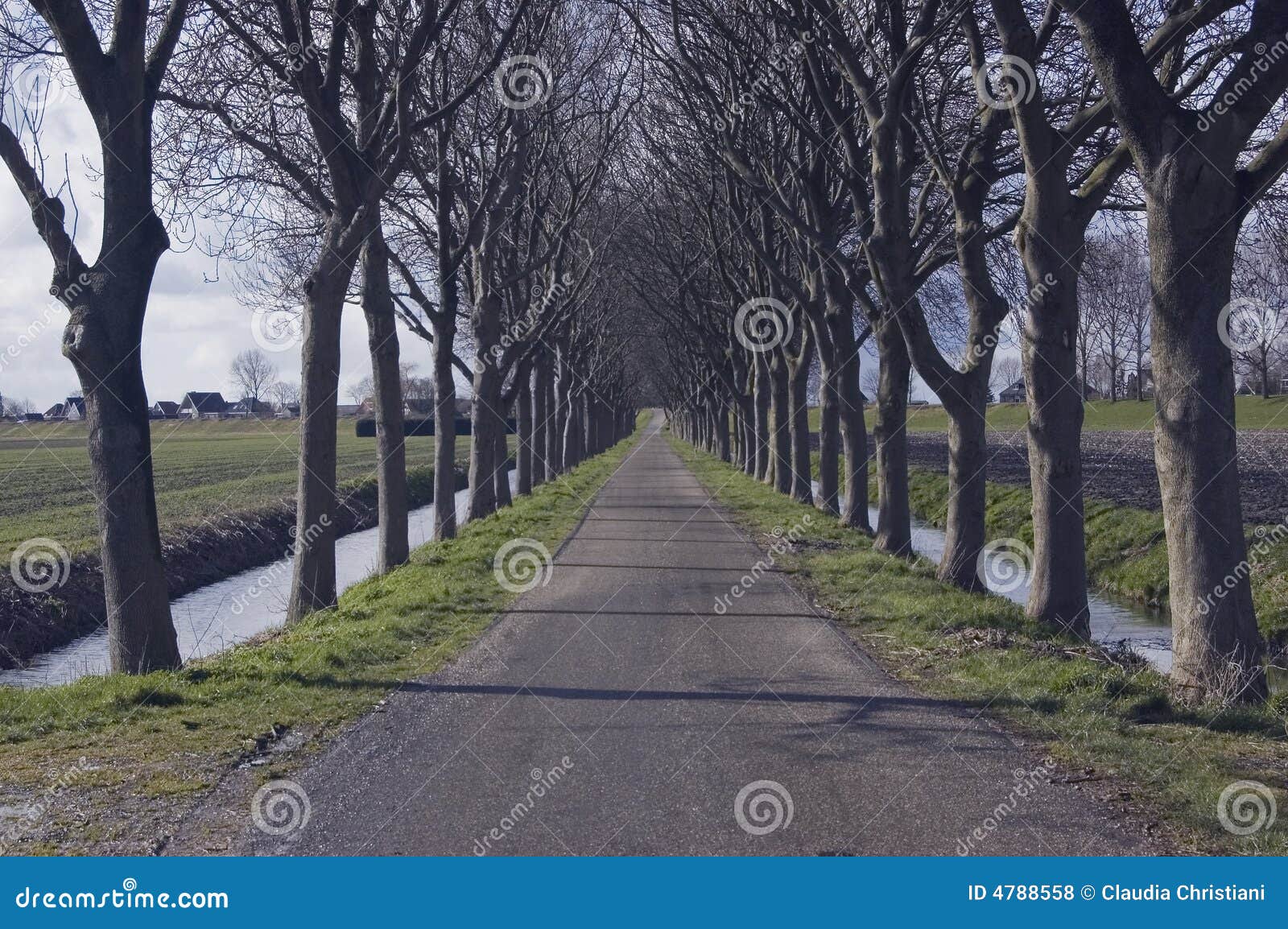 Trees in a row stock photo. Image of green, grass, nature - 4788558