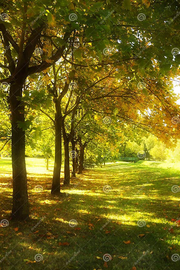 Trees in a row stock image. Image of green, ecology, fall - 6645953