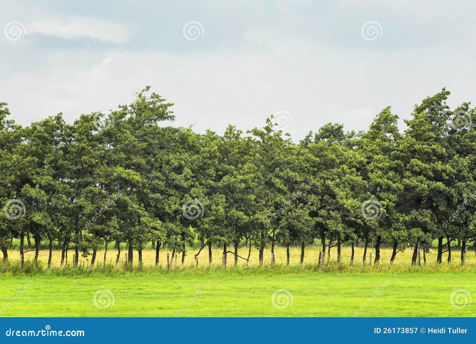 Trees in a Row on the Field Stock Image - Image of background, concept ...