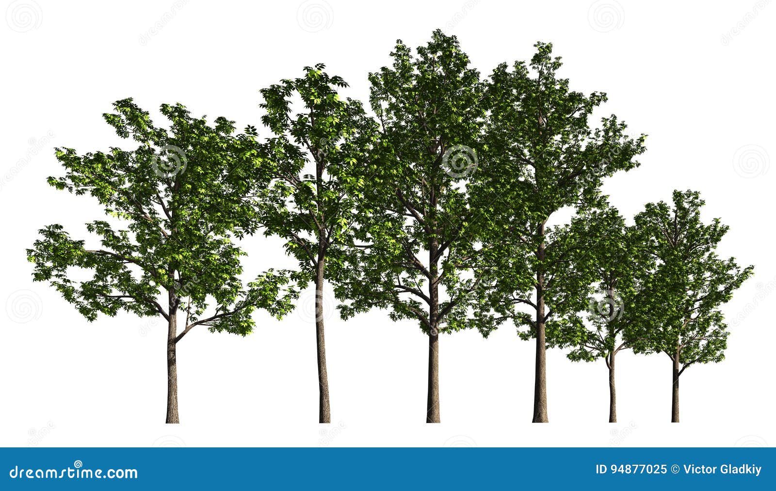 Trees in a Row Isolated on White 3d Illustration Stock Illustration ...