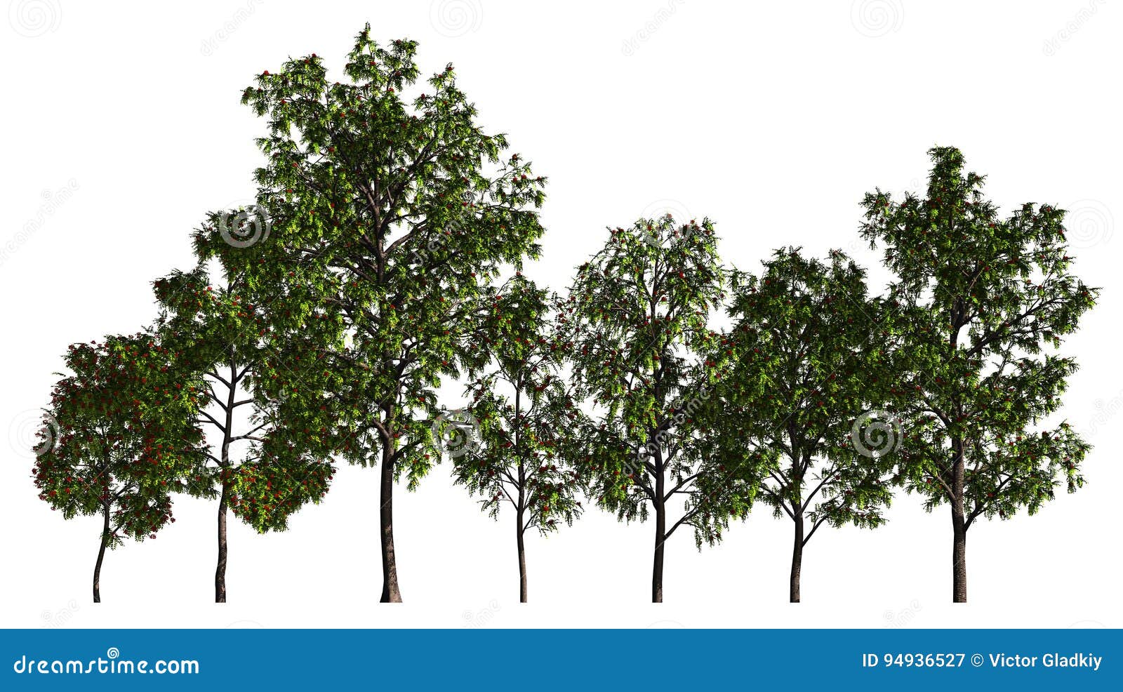 Trees in a Row Isolated on White 3d Illustration Stock Illustration ...