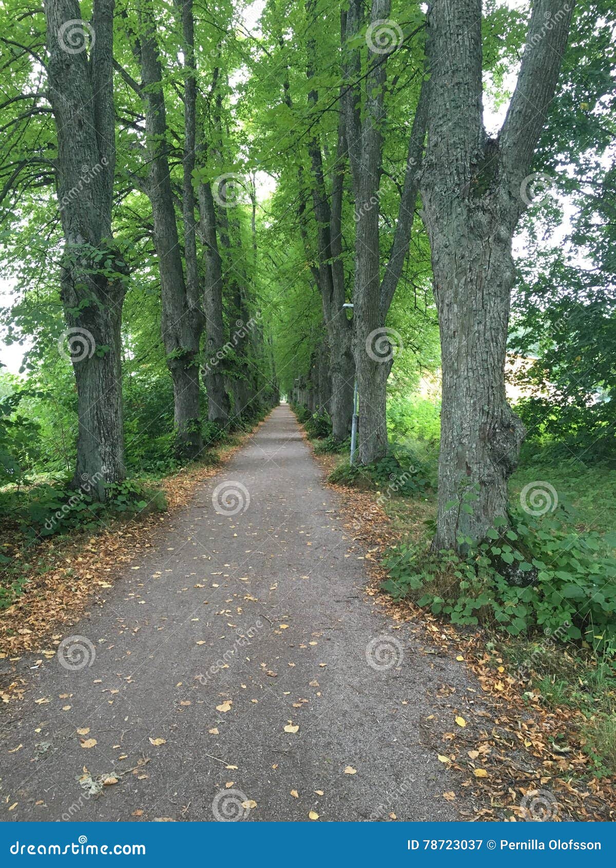 Trees in row stock image. Image of tree, plant, trail - 78723037