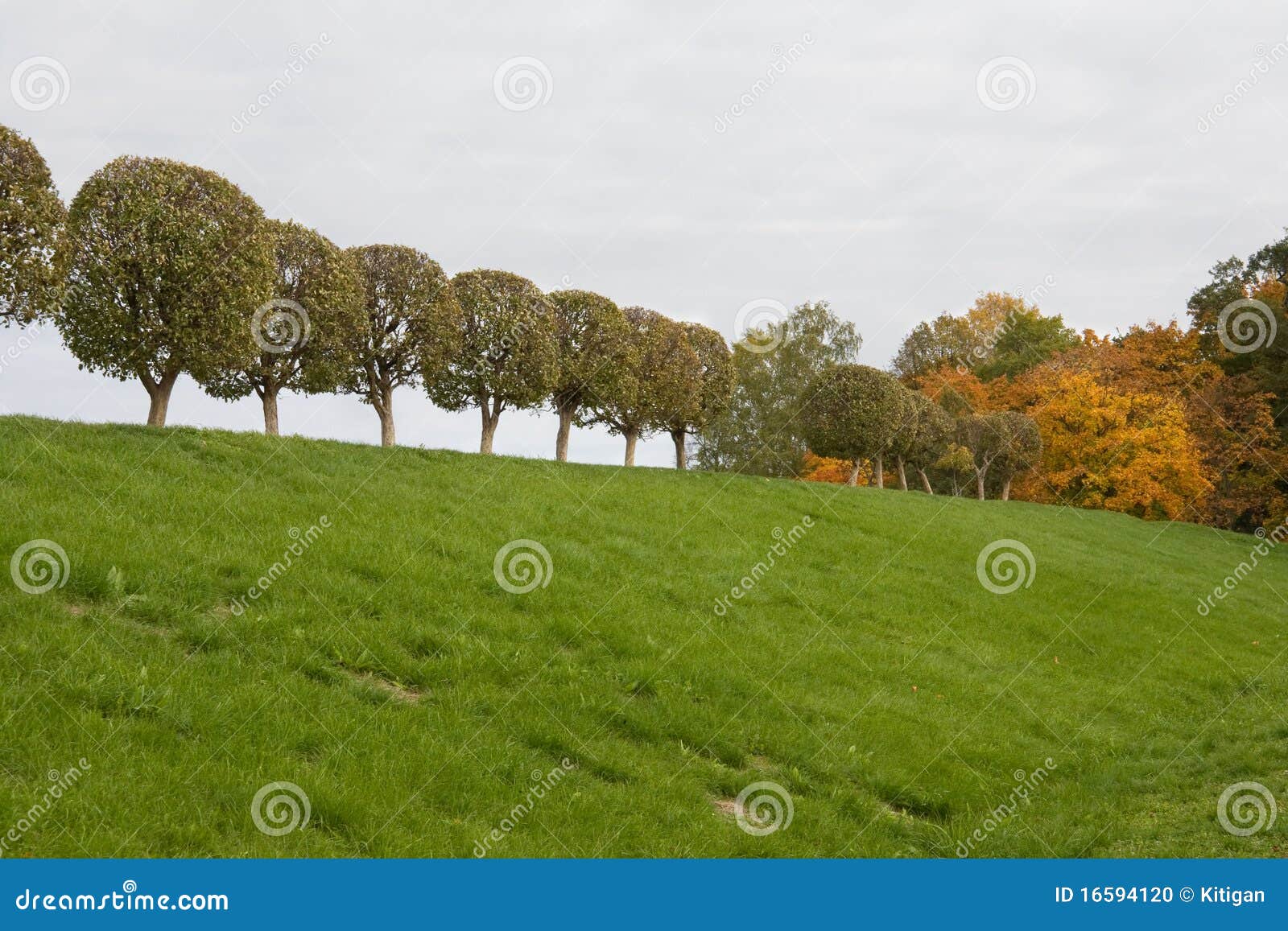 Trees in Rows stock photo. Image of fall, garden, color - 16594120