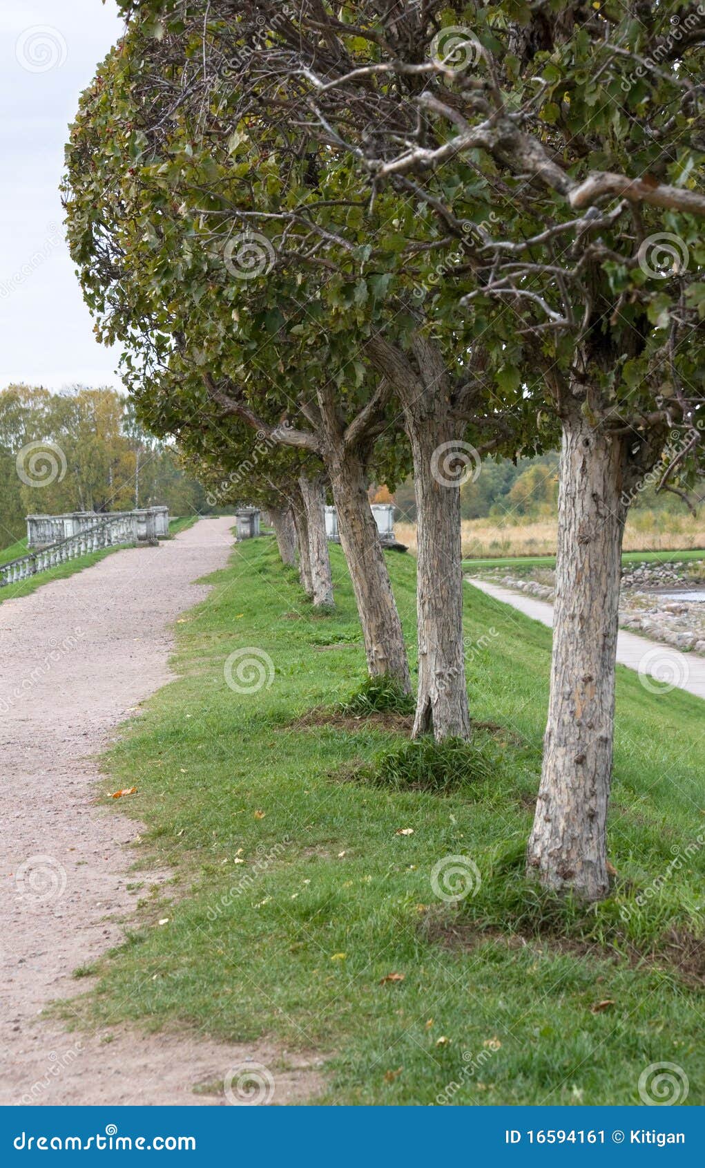 Trees in Rows stock image. Image of walkway, outdoors - 16594161
