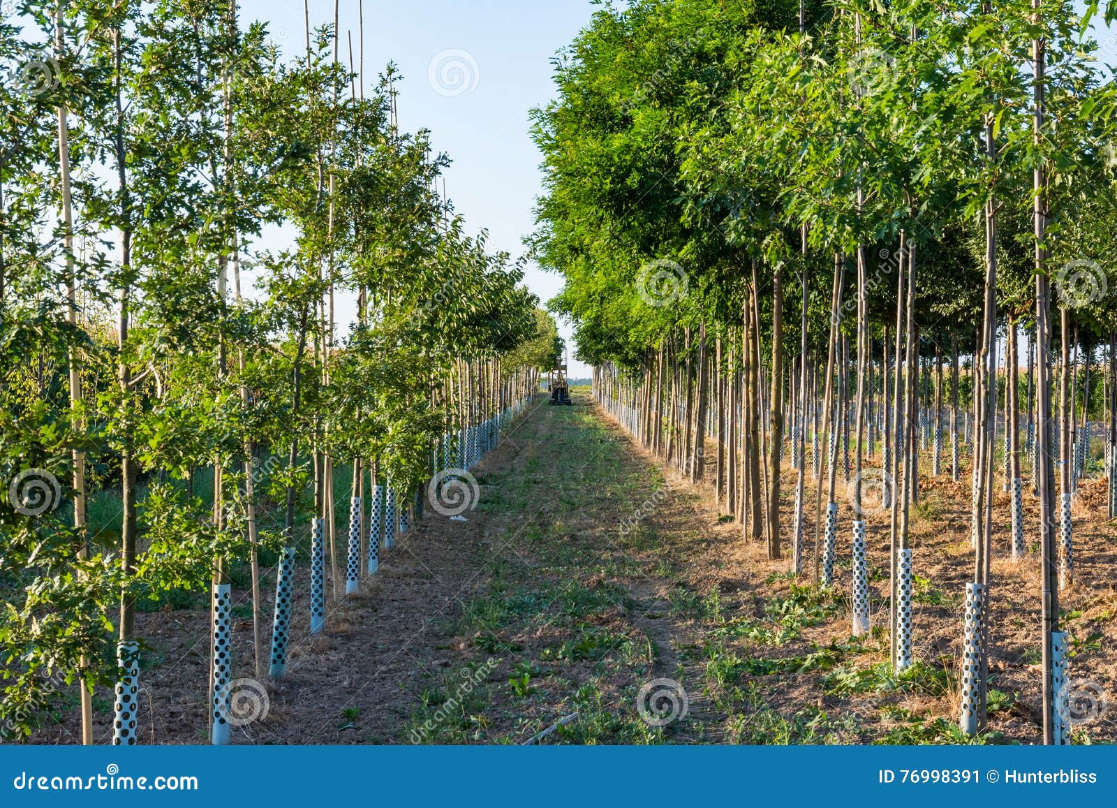 Trees in Rows Farming Depth Perspective Outdoors Tractor Stock Image ...