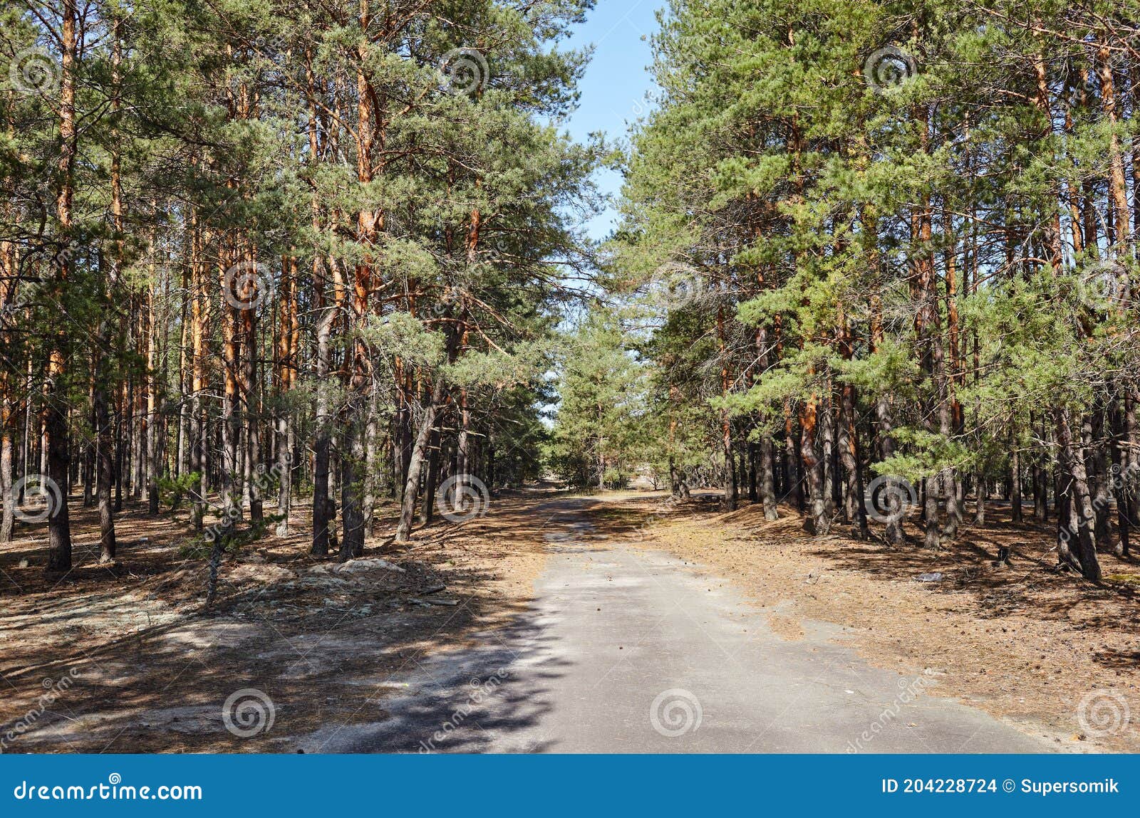 Trees in Rows in the Forest Stock Photo - Image of beautiful, conifer ...