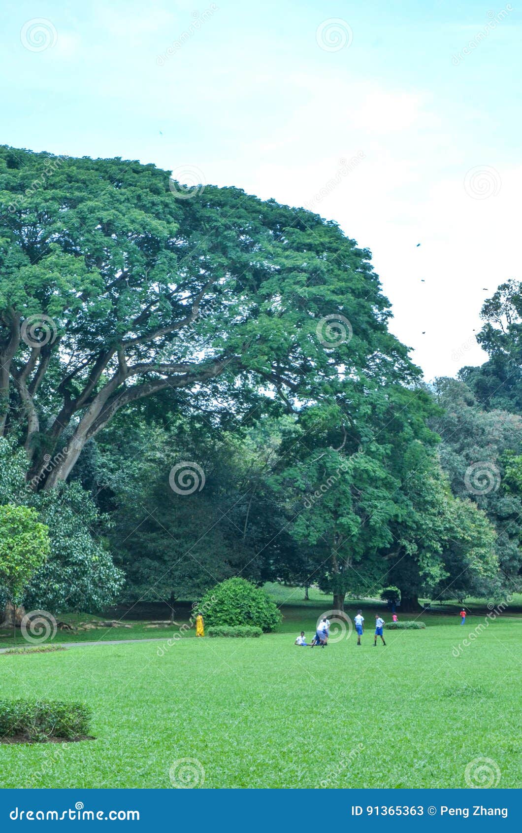 Trees in Royal Botanic Gardens,kandy,Sir Lanka Editorial Stock Photo ...